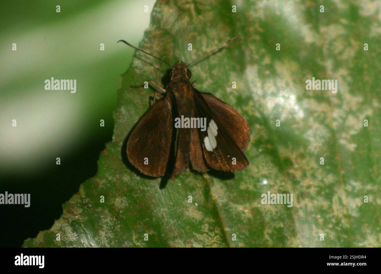 common banded demon (Notocrypta paralysos), Insecta, Ko Phra Thong ...