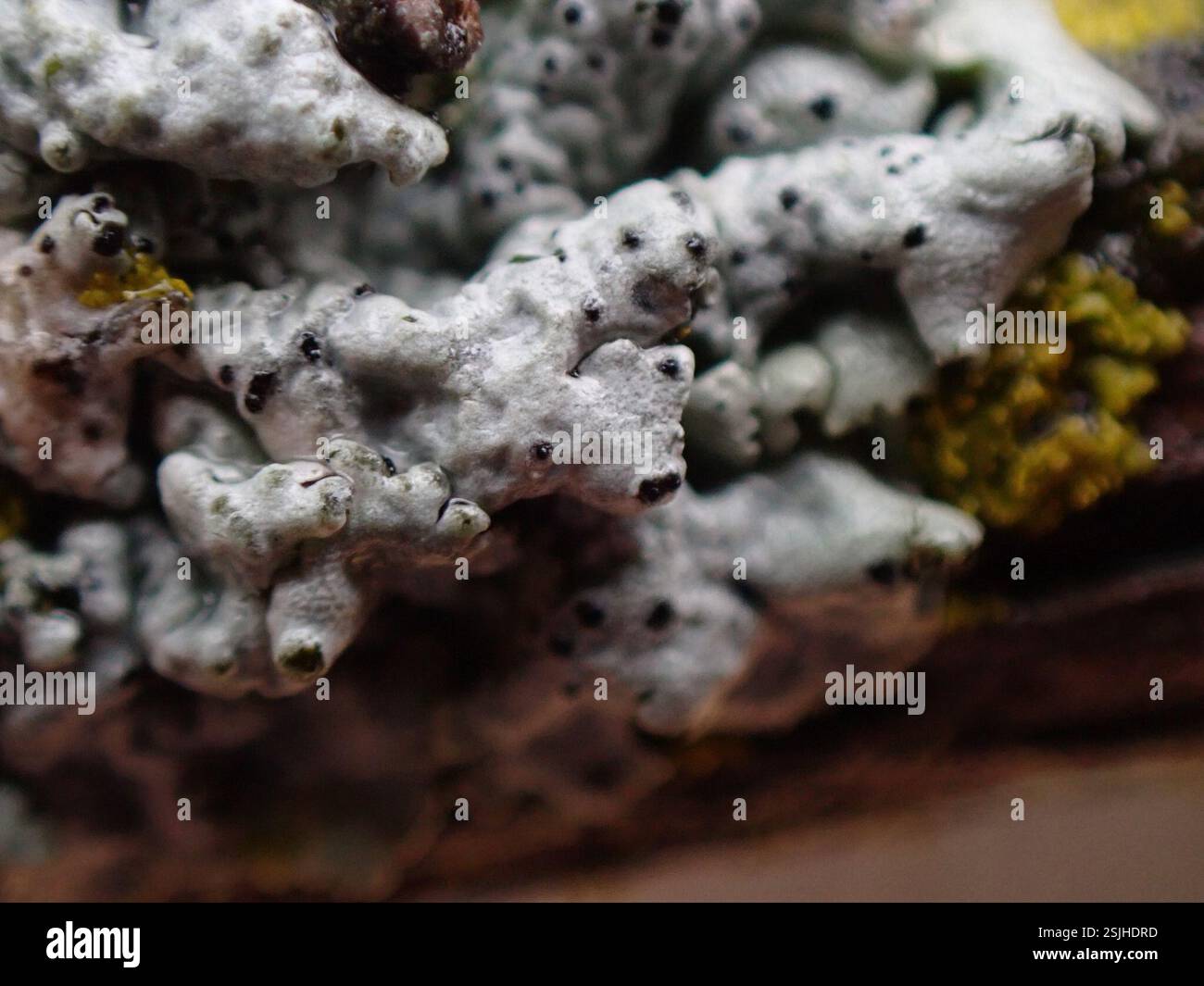 common lichens (Lecanoromycetes), Fungi, San Diego, Cleveland National ...
