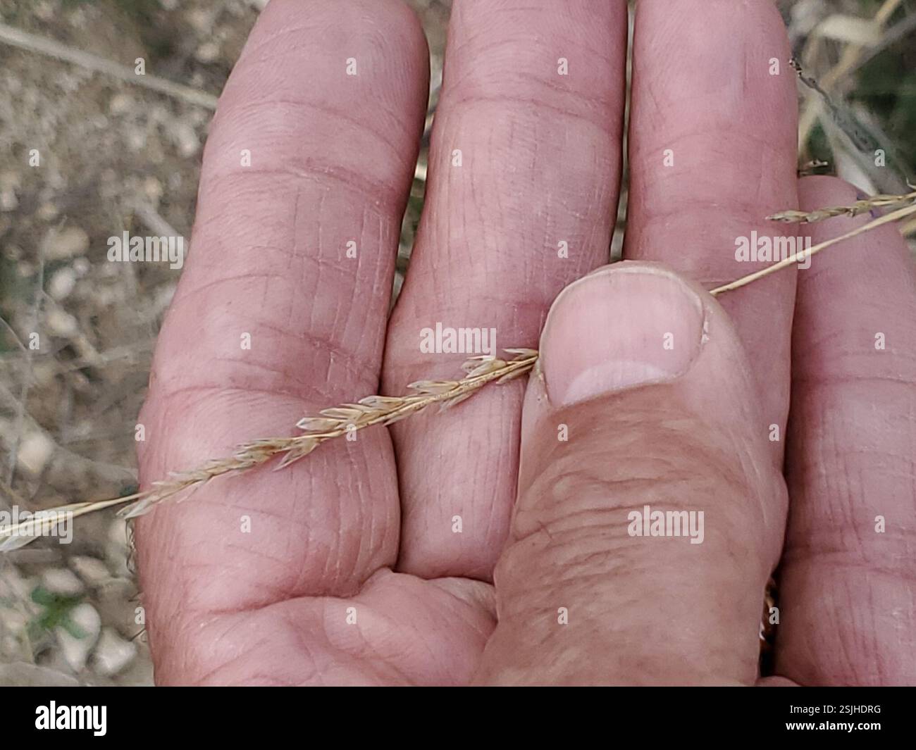 Slim Tridens (Tridentopsis mutica), Plantae, McCulloch, Texas, United ...