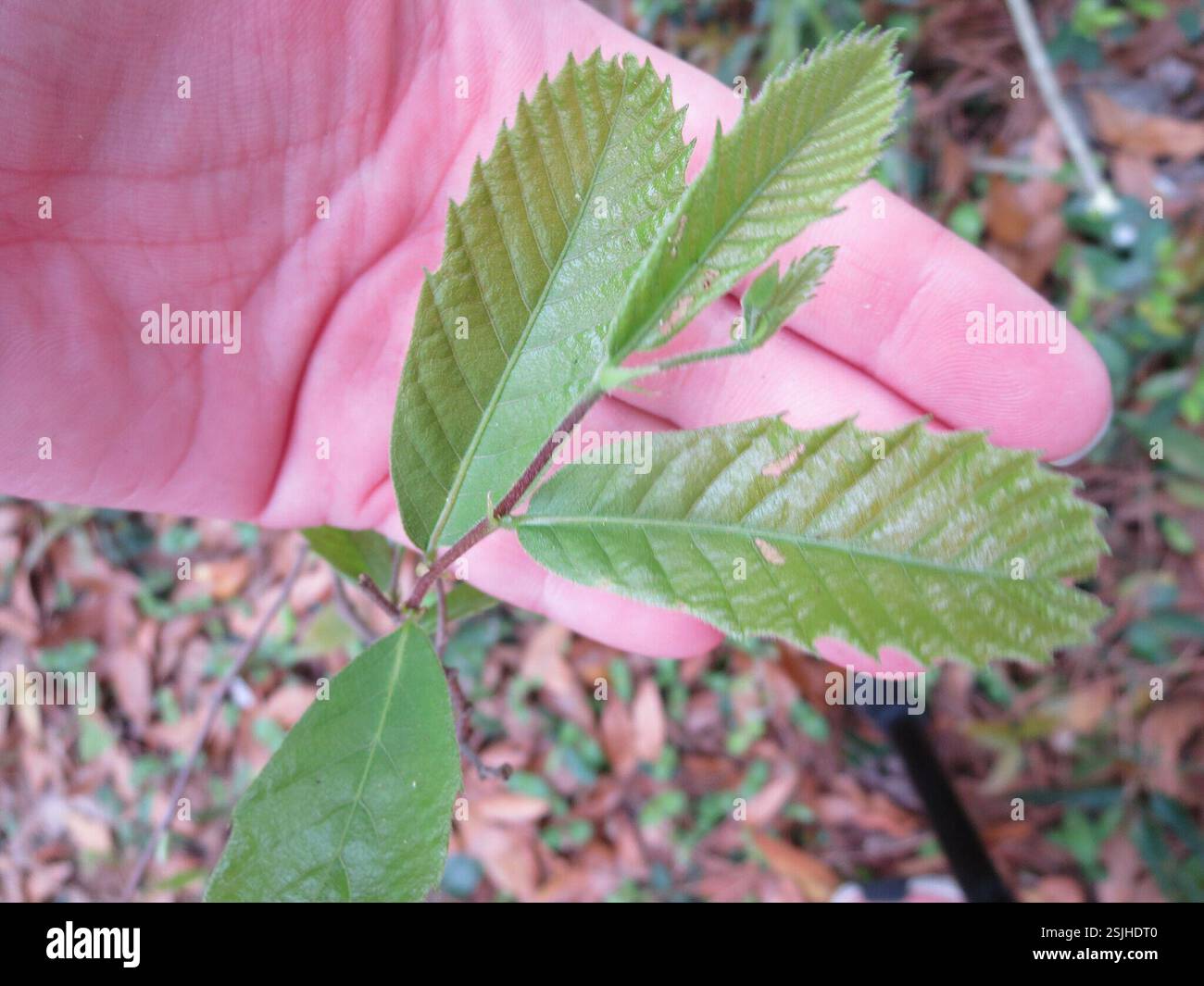 Allegheny Chinquapin (Castanea pumila), Plantae, Berkshire Woods, Savannah, GA 31419, USA, crude ...