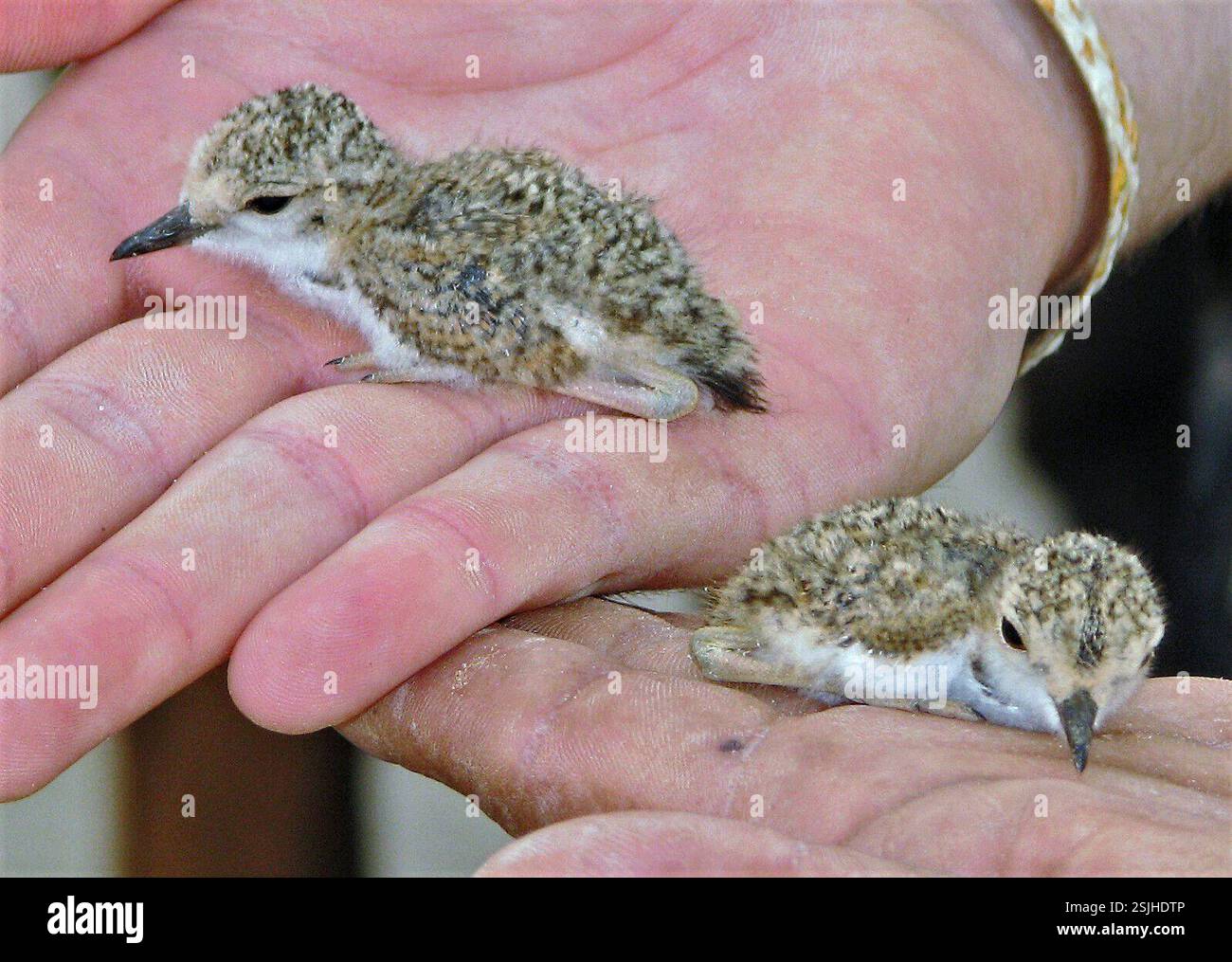 Collared Plover (Anarhynchus collaris), Aves, Orán, Salta, Argentina ...