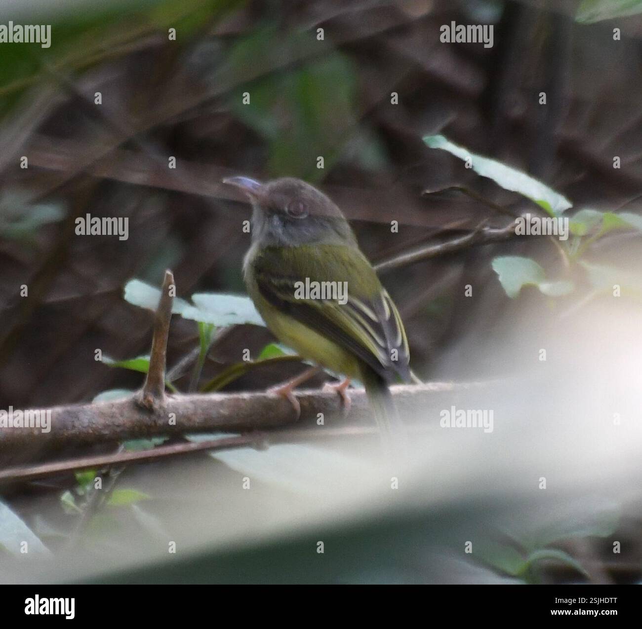 Northern Bentbill (Oncostoma cinereigulare), Aves, Patulul, Guatemala ...