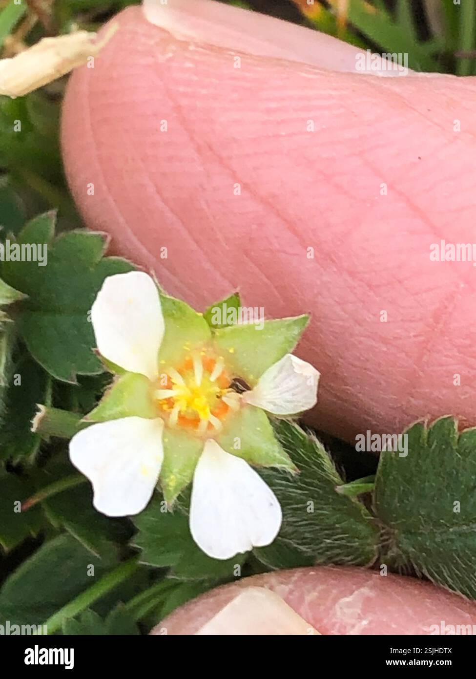Barren Strawberry (Potentilla sterilis), Plantae, Gower, Swansea, Wales ...