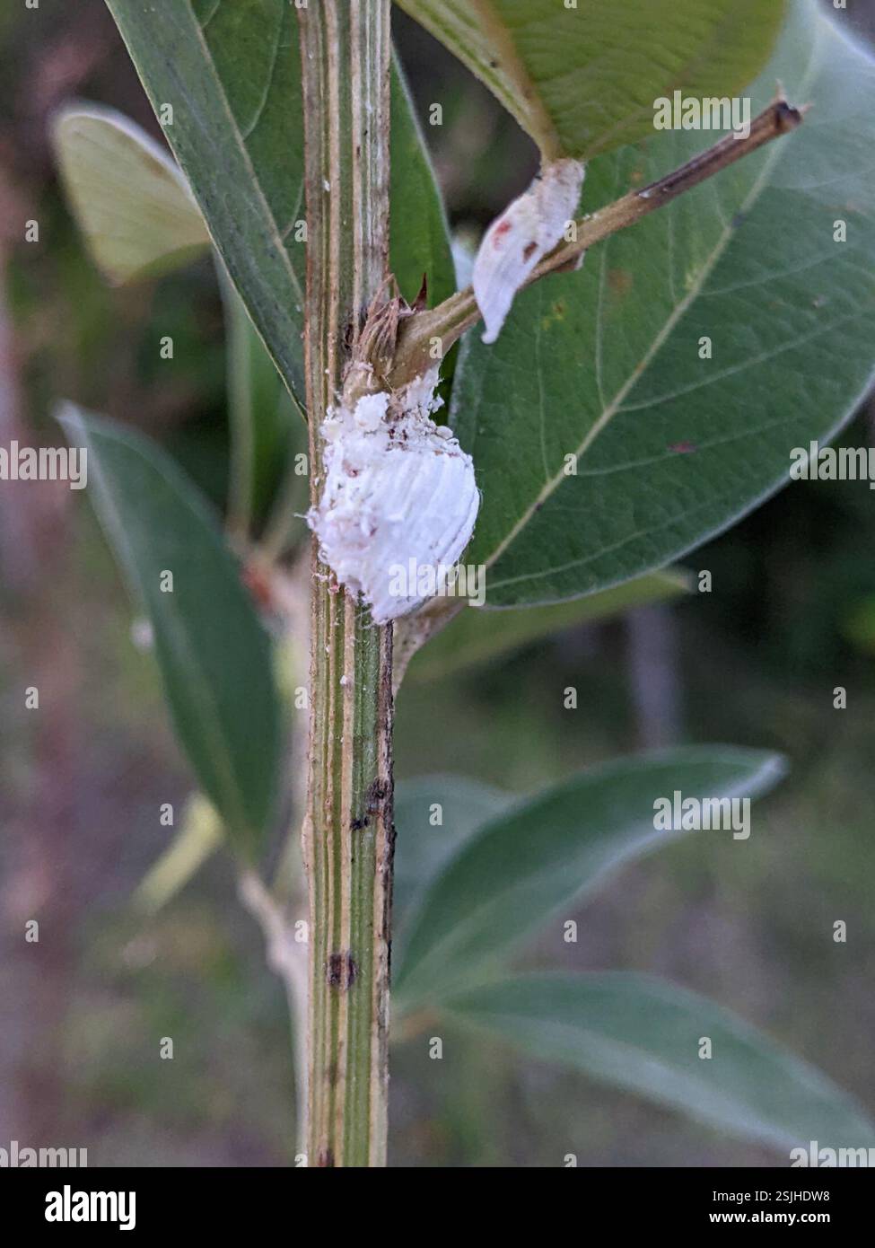 Cottony cushion scale (Icerya purchasi), Insecta, Moca, Dominican ...