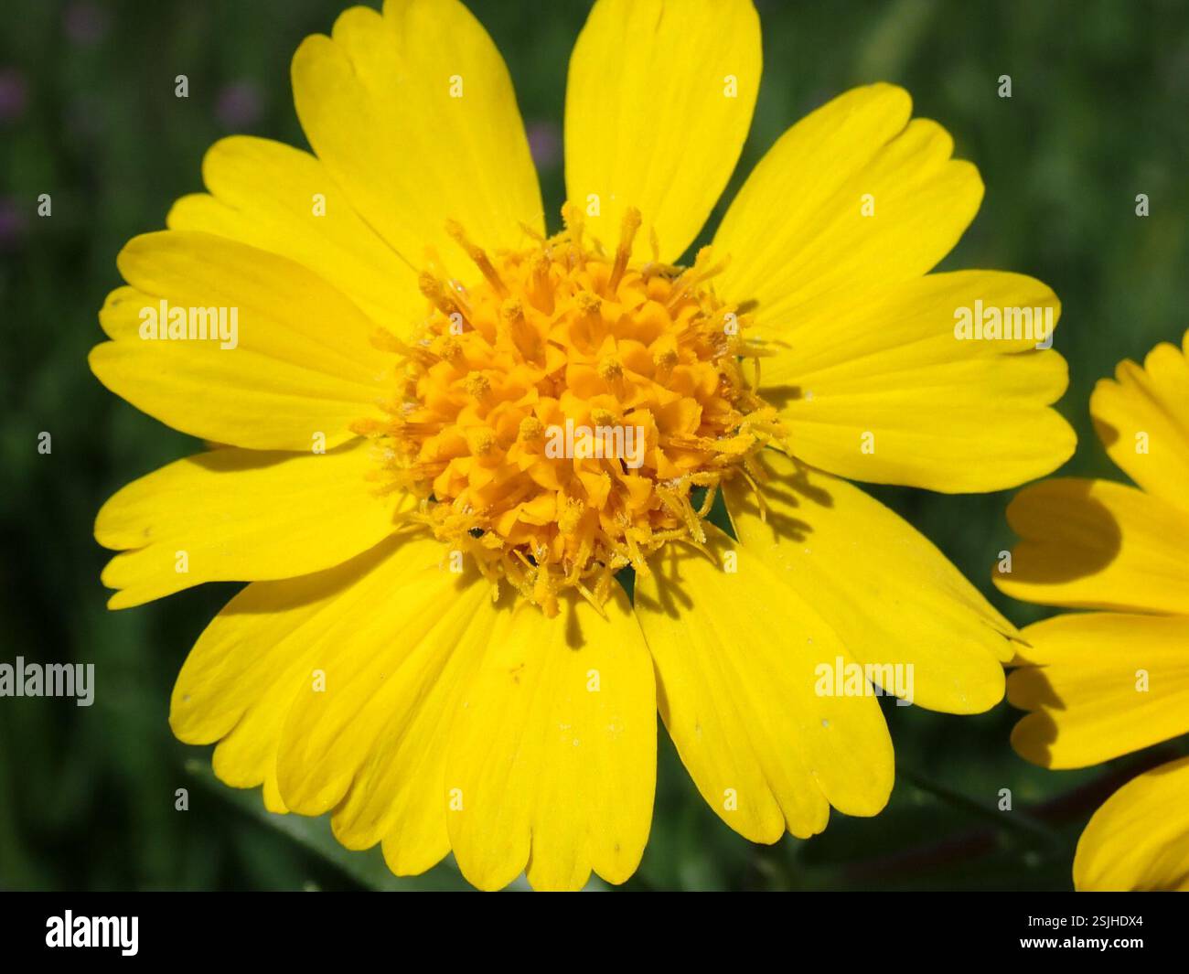 showy golden madia (Madia radiata), Plantae, California, US Stock Photo ...