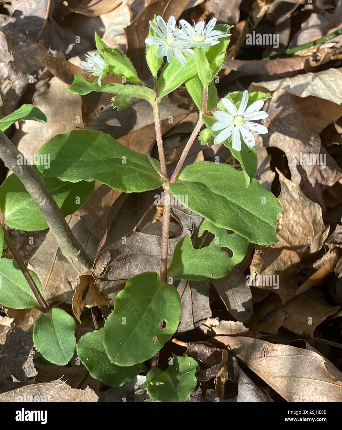 star chickweed (Stellaria pubera), Plantae, Latta Plantation Nature ...
