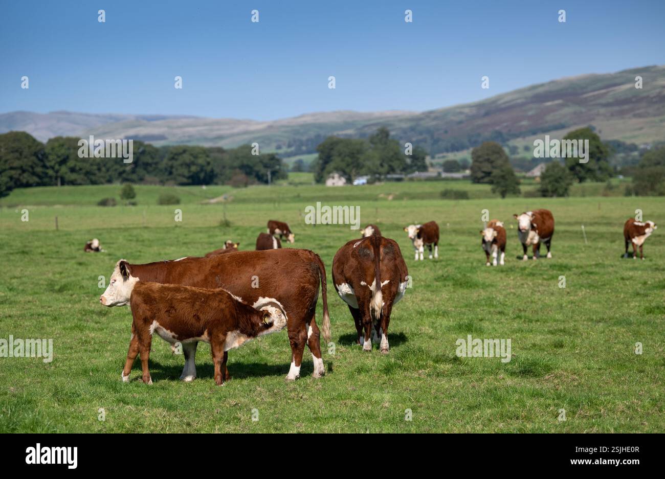 Hereford cow with calf feeding from its mothers udder. Cumbria, UK ...