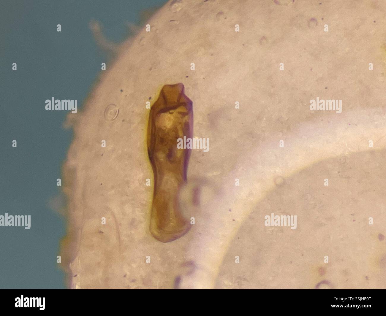 (Gabrius appendiculatus), Insecta, Notre-Dame-des-Laurentides, Québec ...