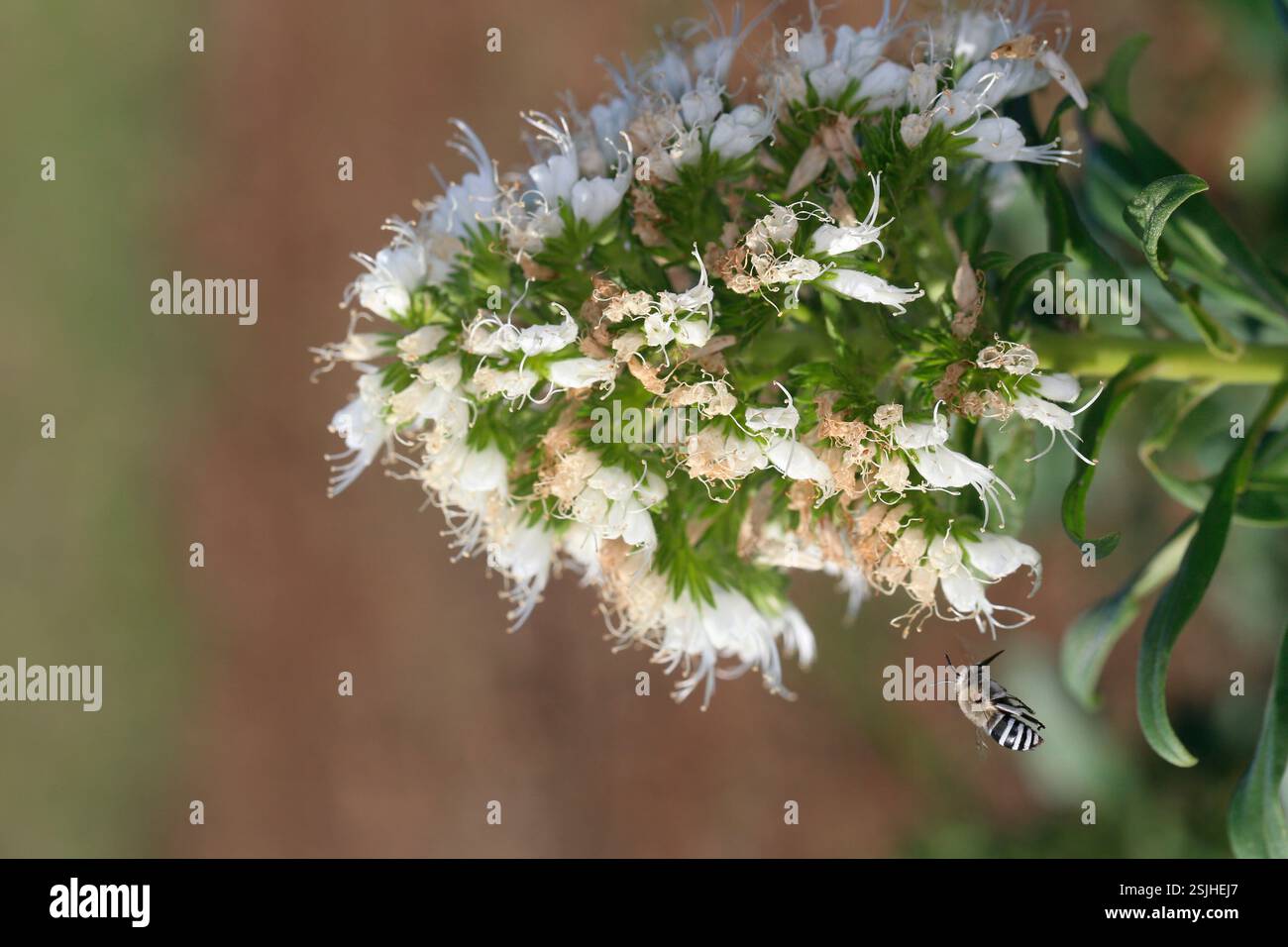 Female of the white banded bee (Amegilla quadrifasciata) approaching ...