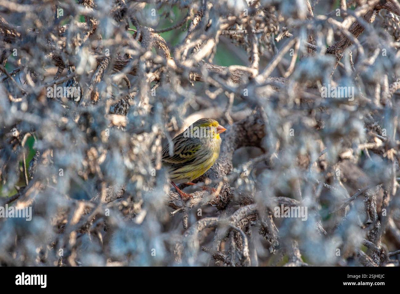 common canary (Serinus canaria) in a dry shrub on Tenerife Stock Photo ...