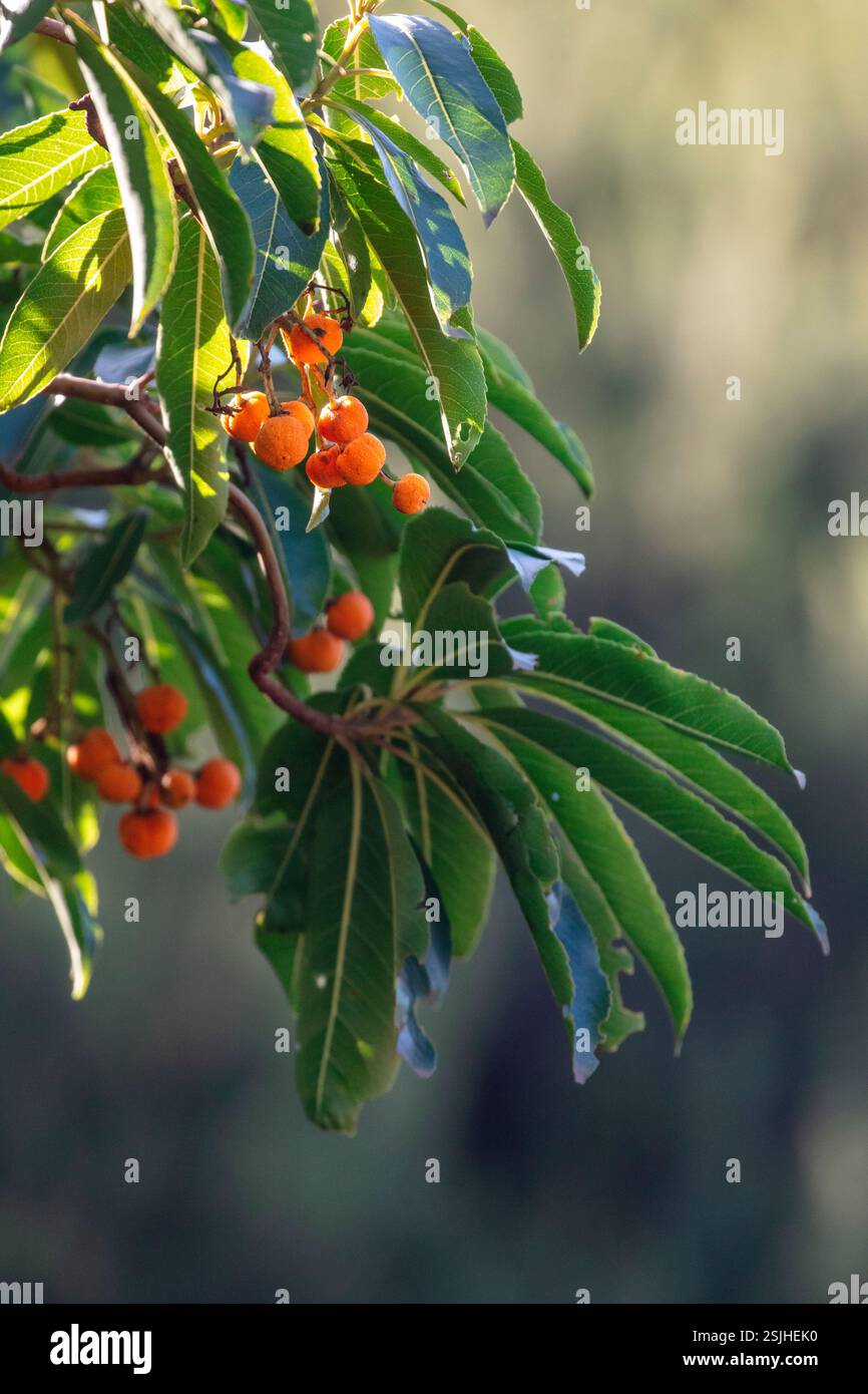 Canary strawberry tree arbutus canariensis with fruit hi-res stock ...