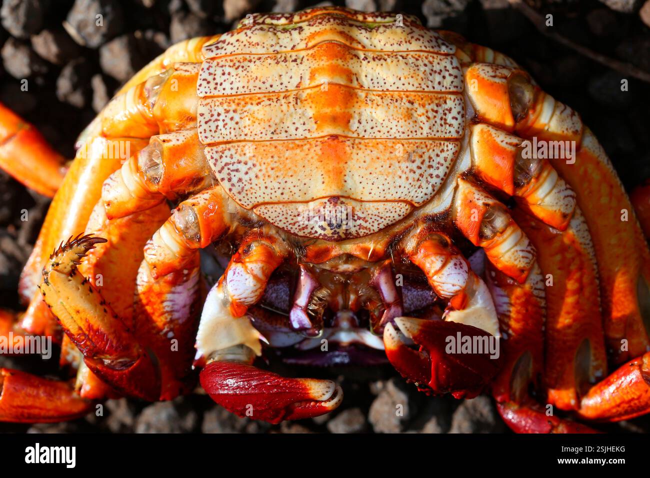 Exuvia of a female East Atlantic red rock crab (Grapsus adscensionis ...