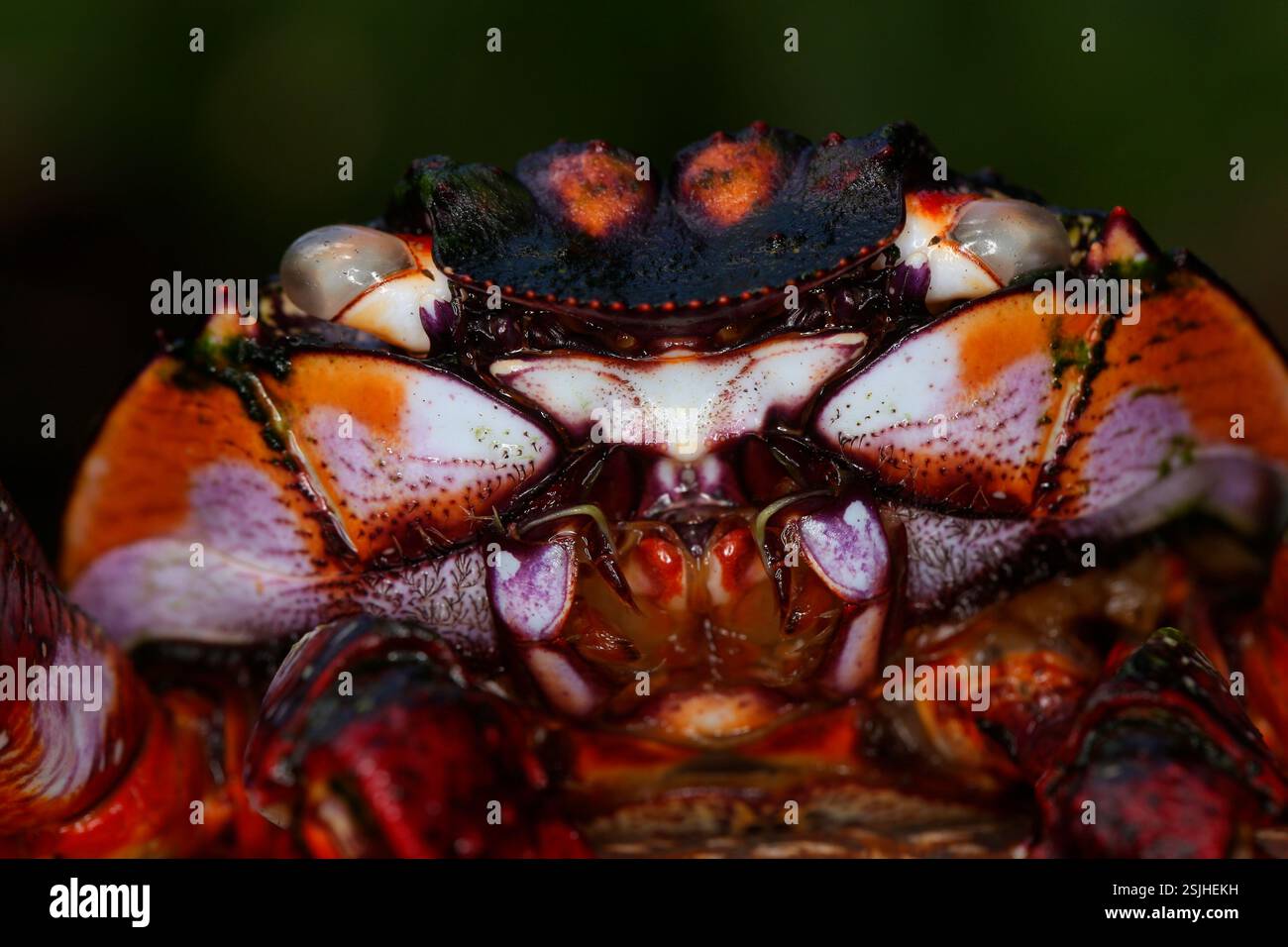 Exuvia of a female East Atlantic red rock crab (Grapsus adscensionis ...