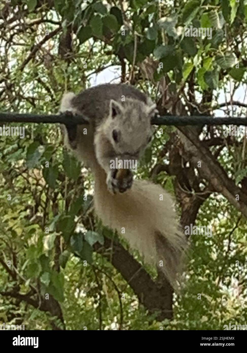 Finlayson's Squirrel (Callosciurus finlaysonii), Mammalia ...