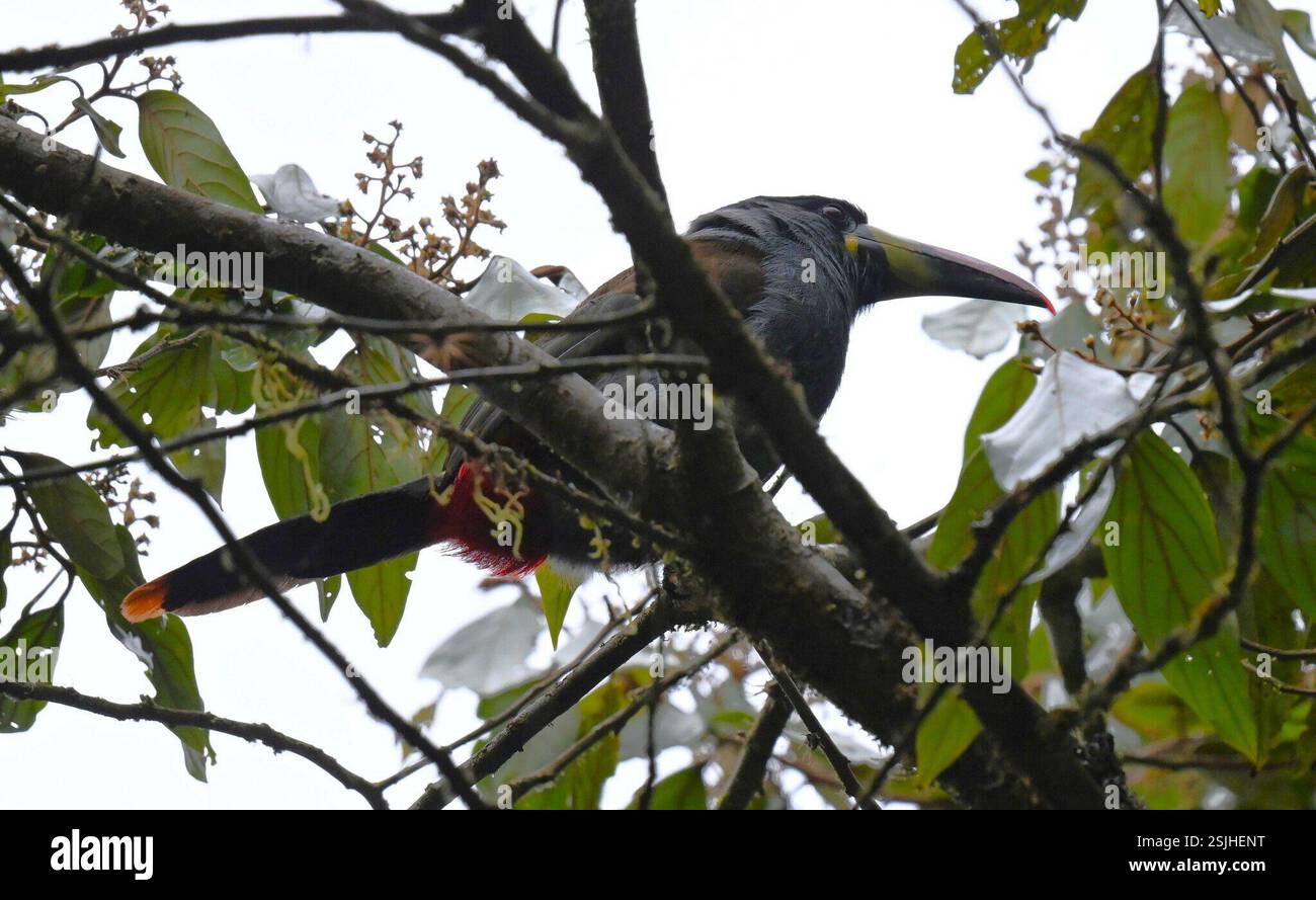 Gray-breasted Mountain-Toucan (Andigena hypoglauca), Aves, Napo, EC ...
