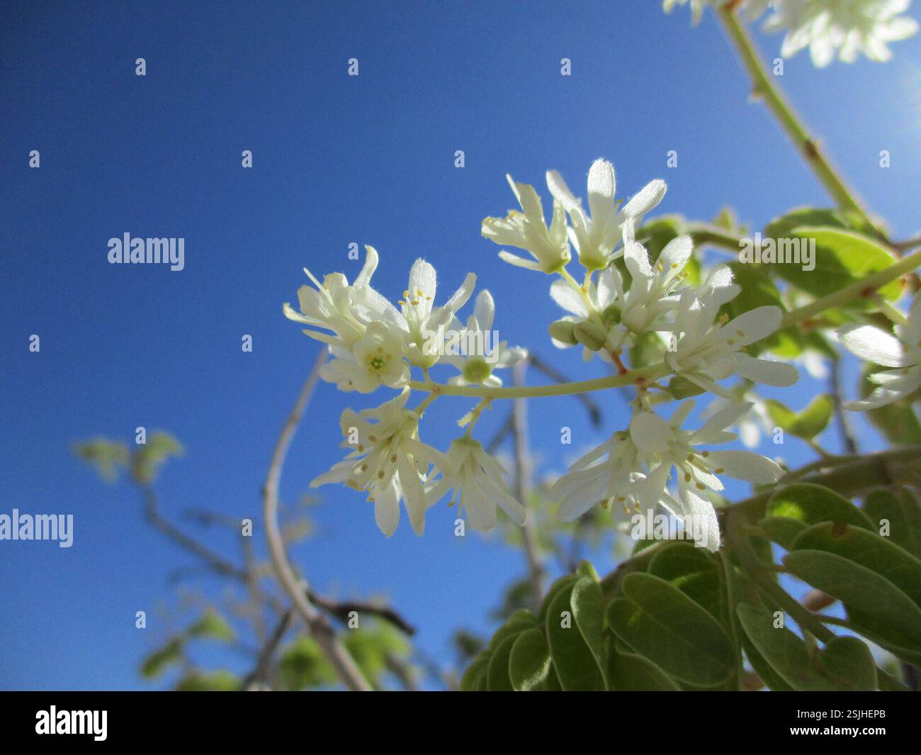 African Moringa (Moringa ovalifolia), Plantae, Erongo Region, Namibia ...