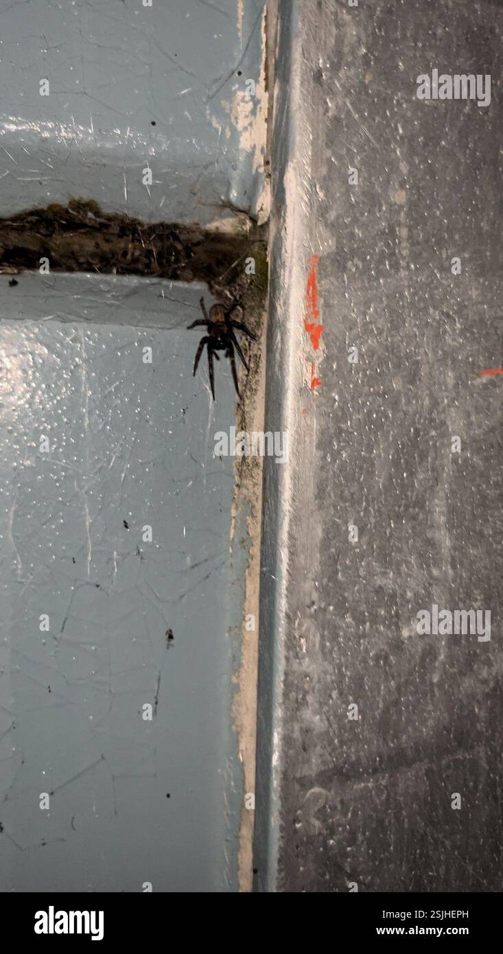 House Spiders (Badumna), Arachnida, North Island, Takanini, Auckland ...