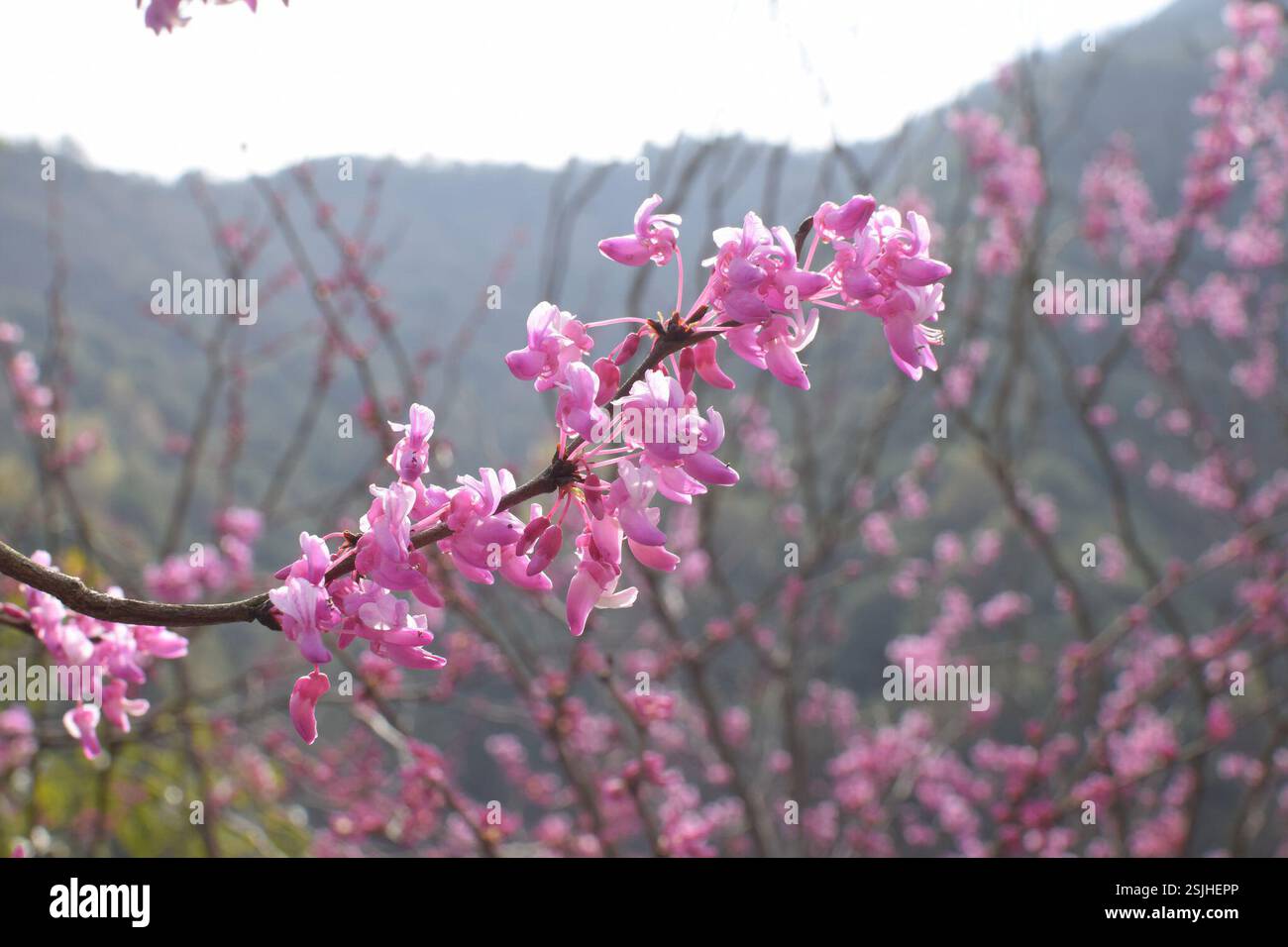 Chinese redbud (Cercis chinensis), Plantae, 中国浙江省金华市浦江县 Stock Photo - Alamy