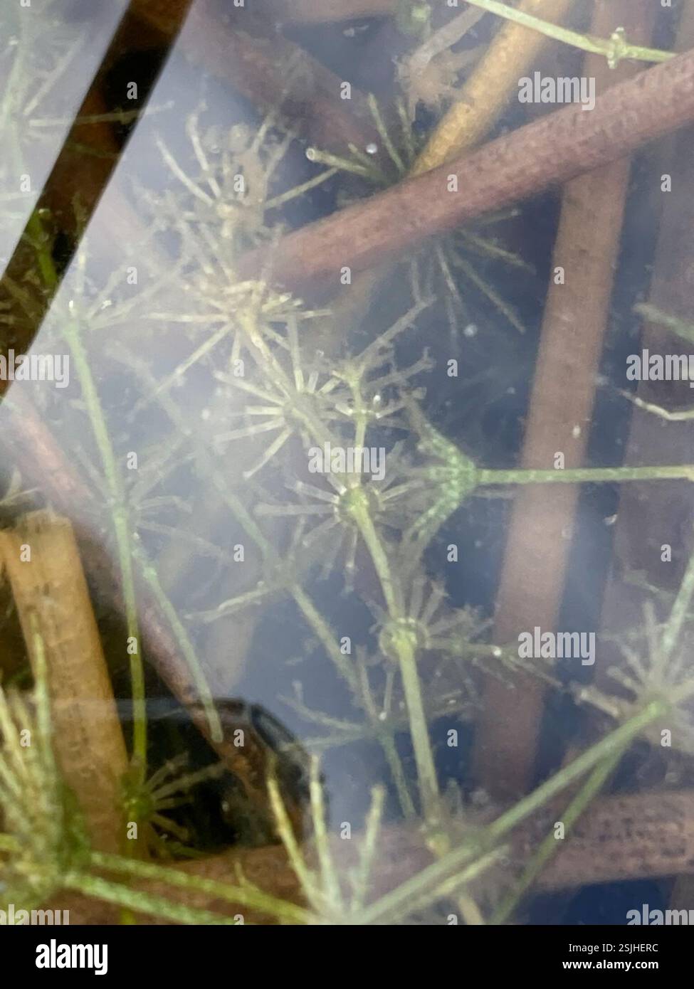 muskgrass (Chara), Plantae, Chapel Trail Park Nature Preserve, Pembroke ...