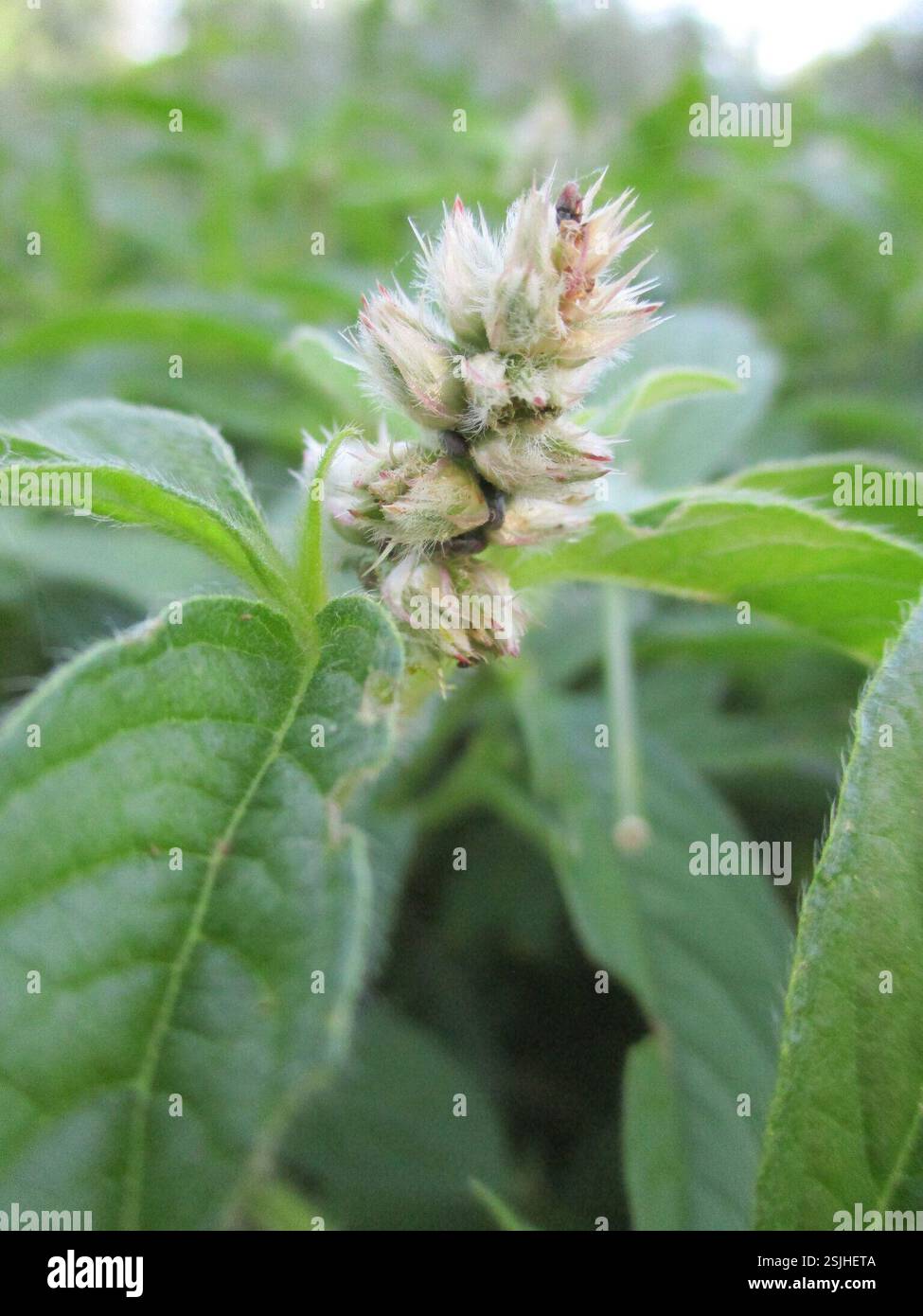 Fertility Plant (Cyathula orthacantha), Plantae, Katima Mulilo, Namibia ...