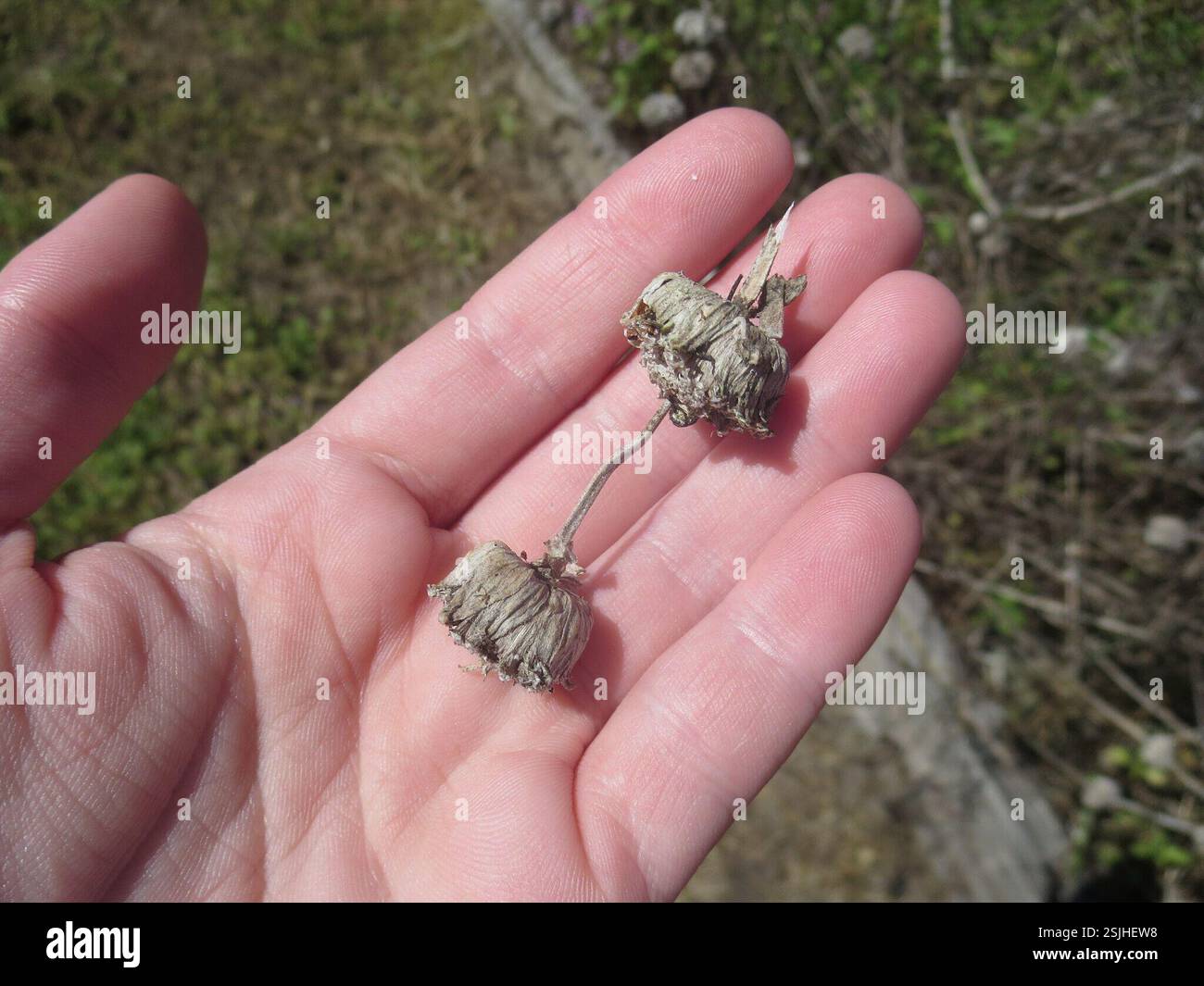 Florida Hedgenettle (Stachys floridana), Plantae, Coastal Georgia ...