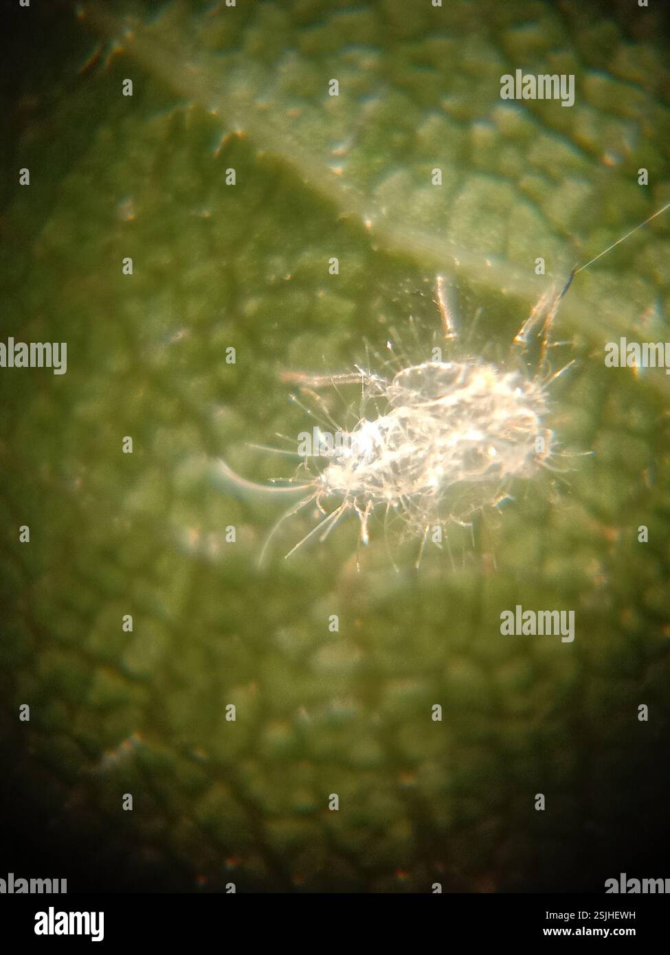 jumping plant lice (Psyllidae), Insecta, 台灣台東縣 Stock Photo - Alamy