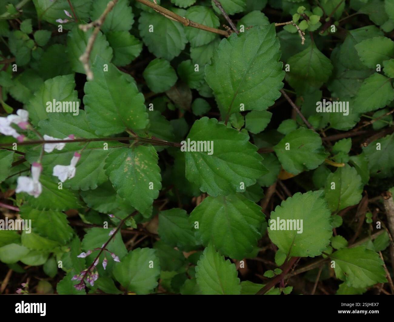 Whorled plectranthus (Plectranthus verticillatus), Plantae, Chase ...
