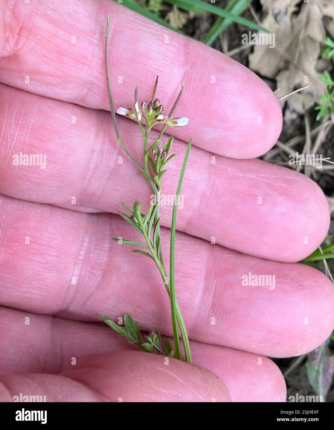 Sand Bittercress (Cardamine parviflora), Plantae, McAlpine Creek ...