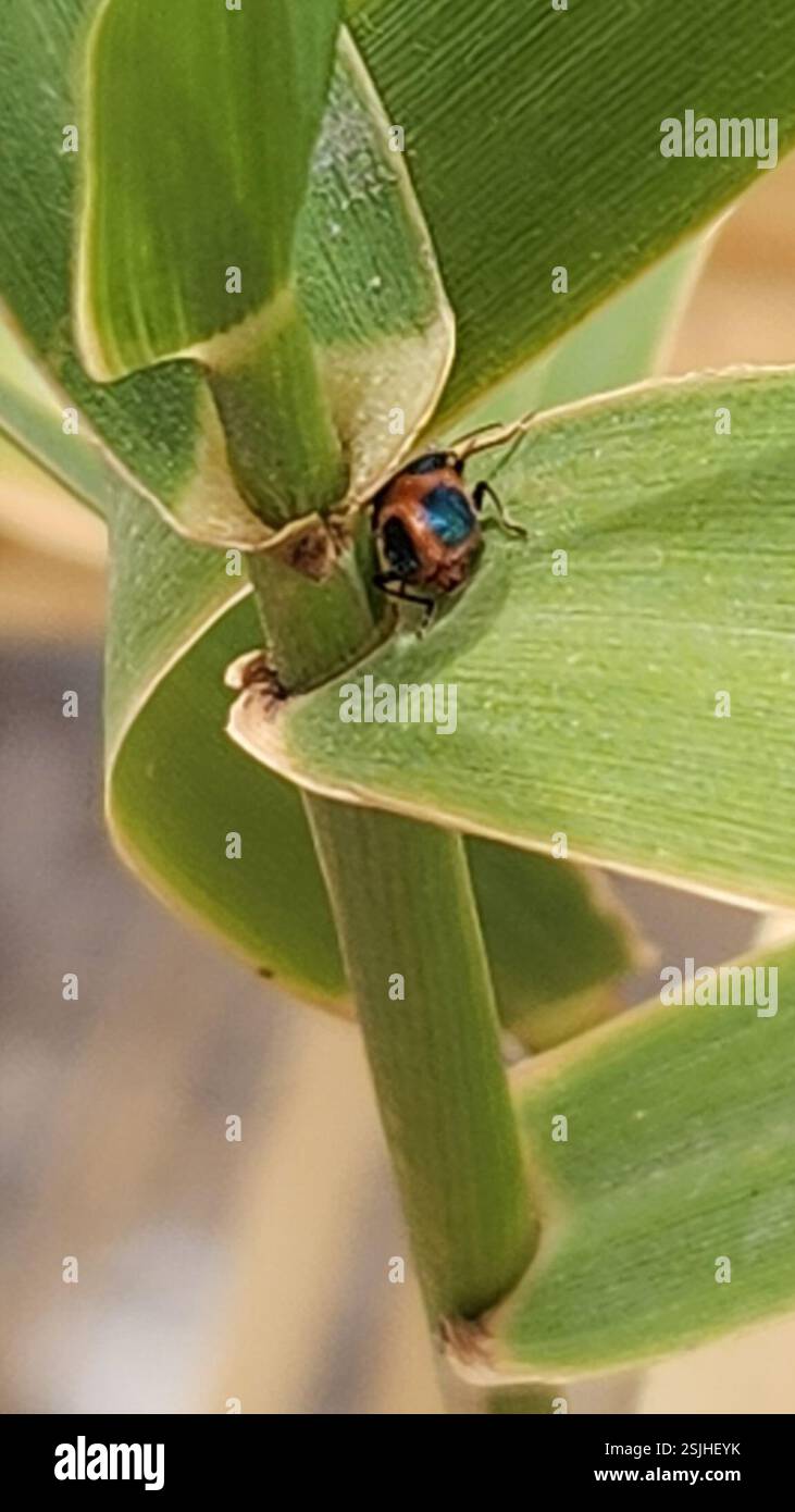 Four-spotted Collops (Collops quadrimaculatus), Insecta, Loreto, MX-BS ...