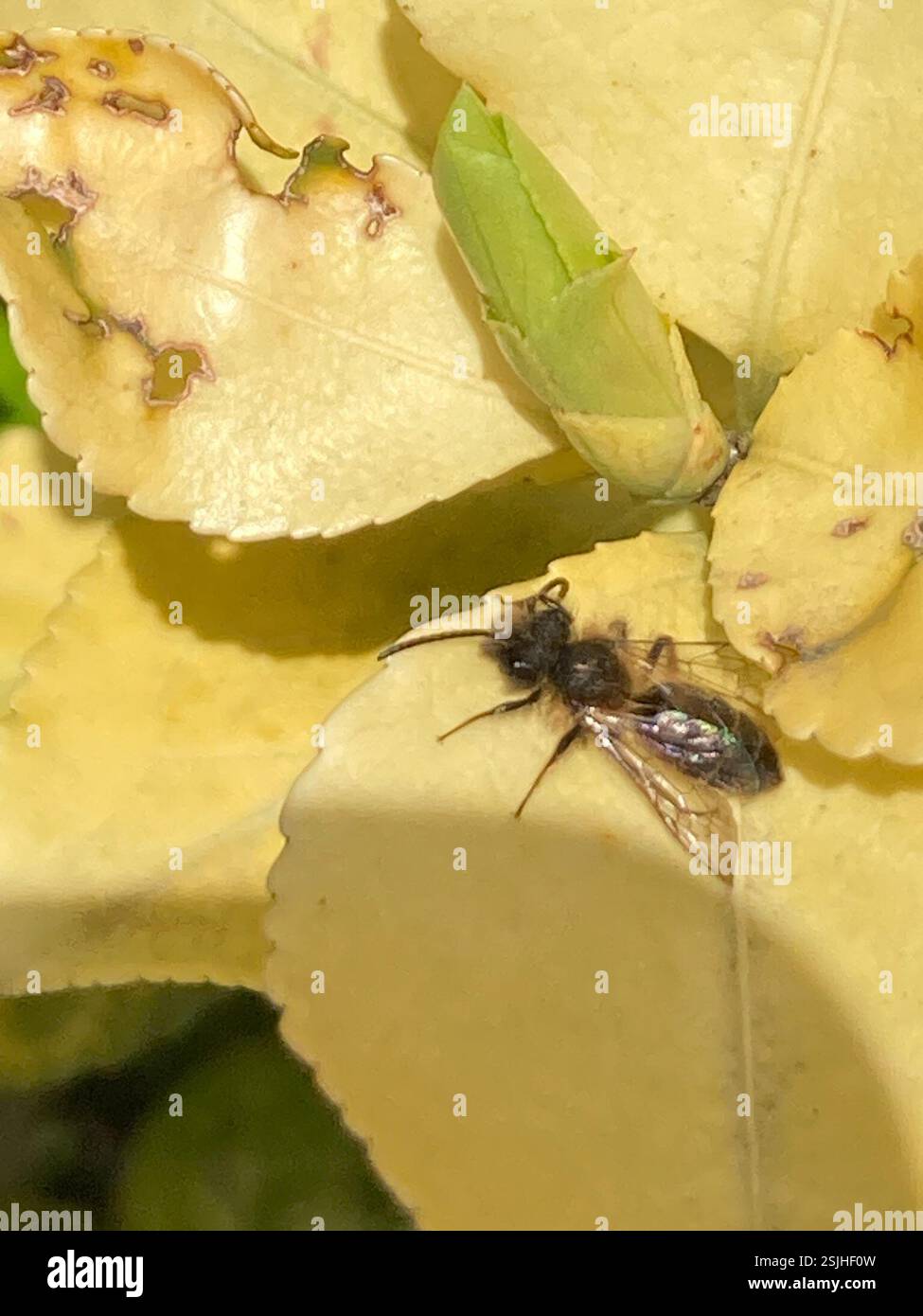 Mining Bees (Andrena), Insecta, Sheen Lane, London, England, GB Stock ...