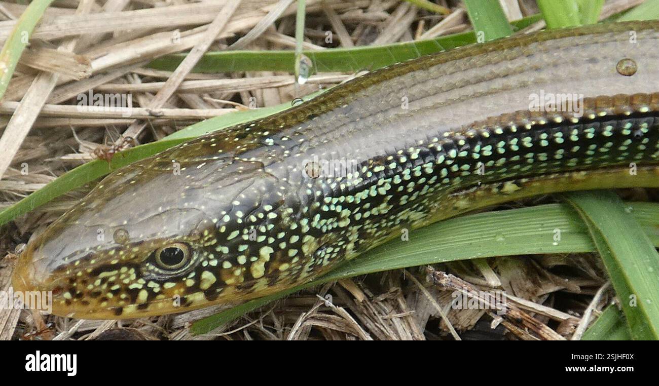 Eastern Glass Lizard (Ophisaurus ventralis), Reptilia, River Rd ...