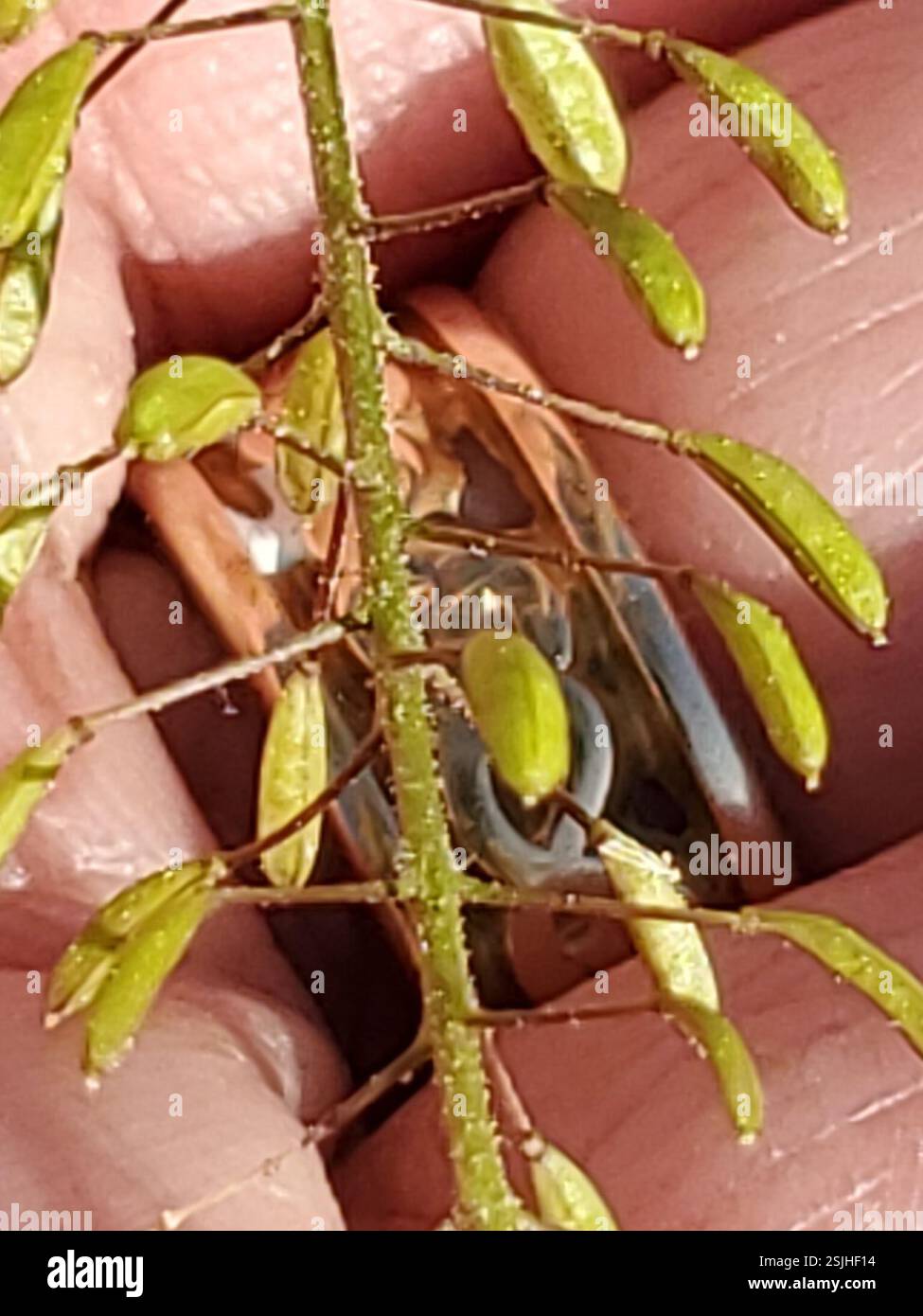 Western Tansymustard (Descurainia pinnata), Plantae, Sullivan's Island ...