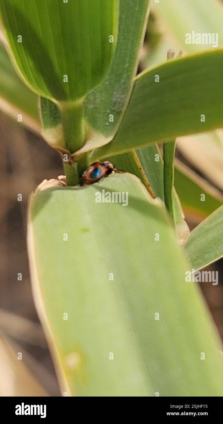 Four-spotted Collops (Collops quadrimaculatus), Insecta, Loreto, MX-BS ...