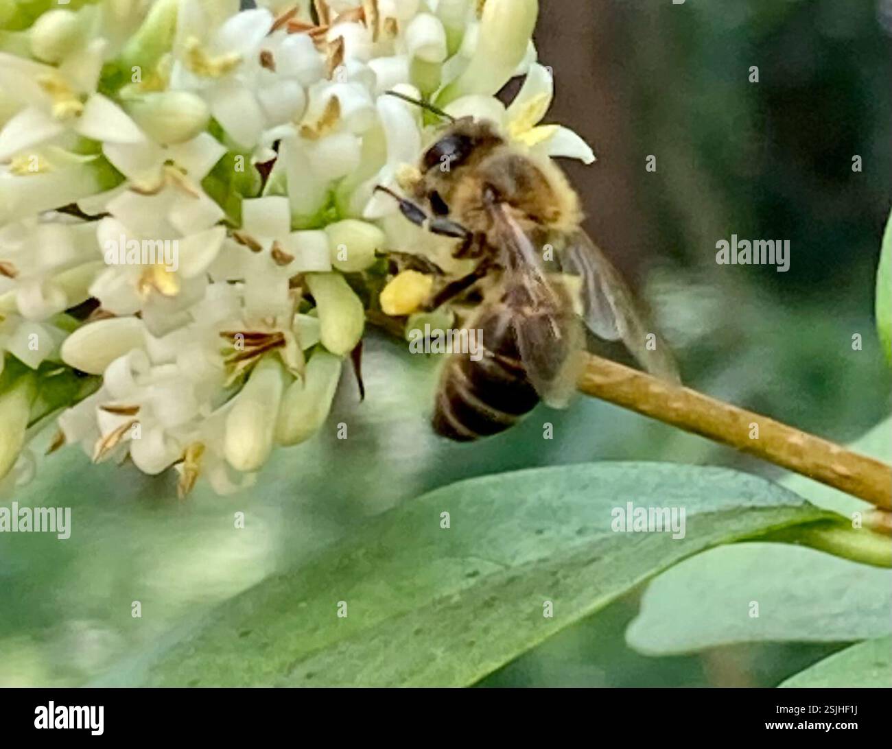Western Honey Bee (Apis mellifera), Insecta, Parque Nacional Enrique Olaya Herrera, Bogotá, CO ...