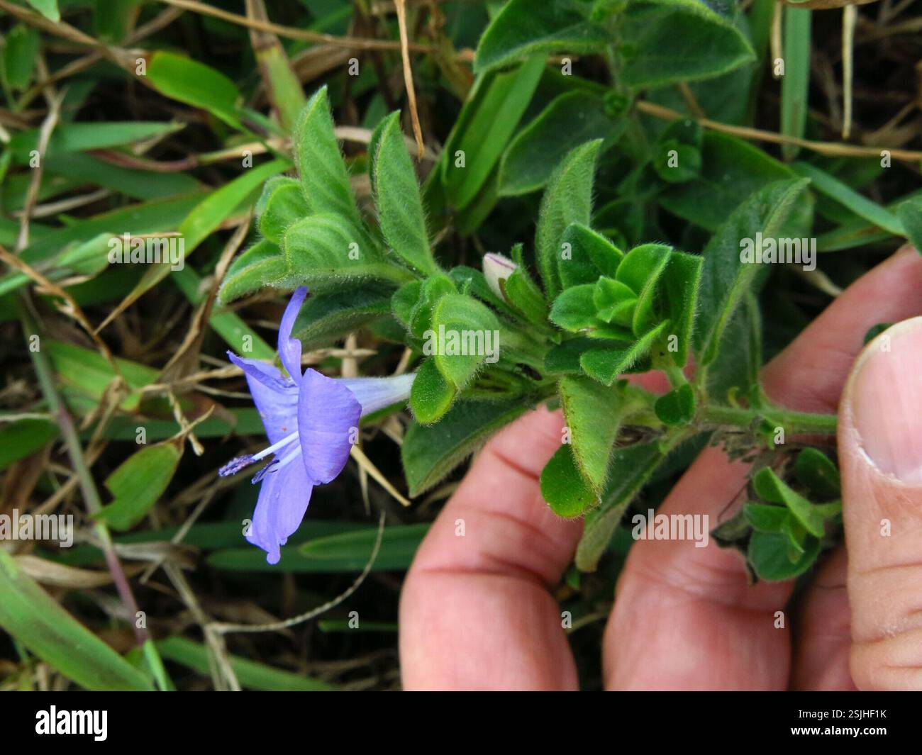 Blue Bushviolet (Barleria obtusa), Plantae, Leisure Crest, Port Edward ...