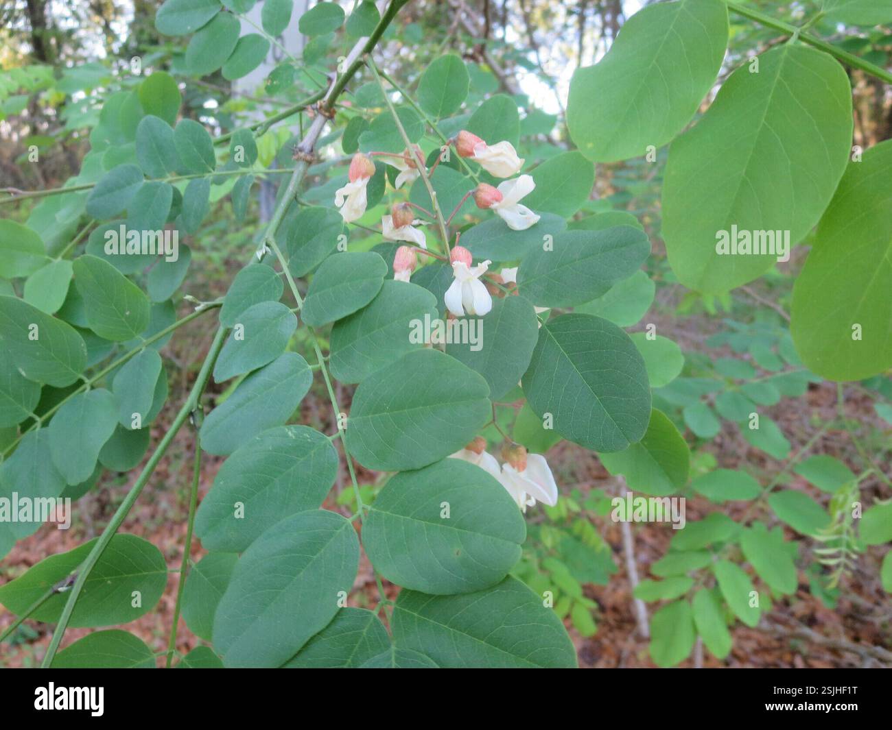 black locust (Robinia pseudoacacia), Plantae, Wilshire Estates ...