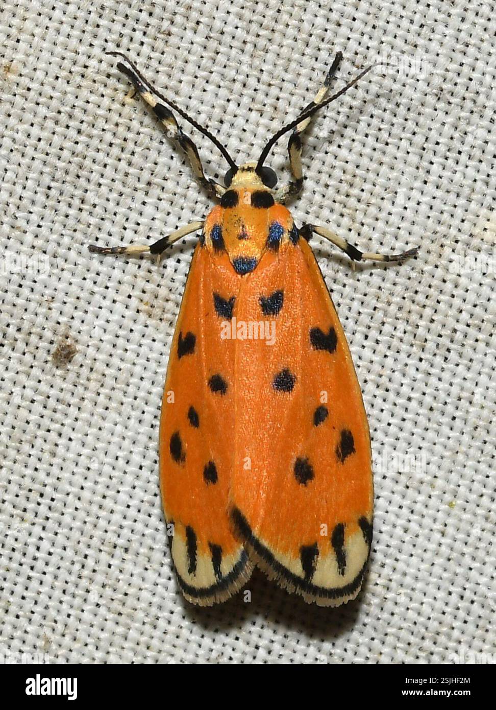 (Clemensia donuca), Insecta, Cabañas San Isidro, Cosanga Napo, Cosanga ...