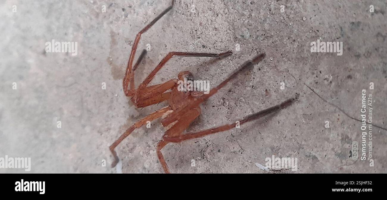 Huntsman Spiders (Sparassidae), Arachnida, Antón, Panamá Stock Photo ...
