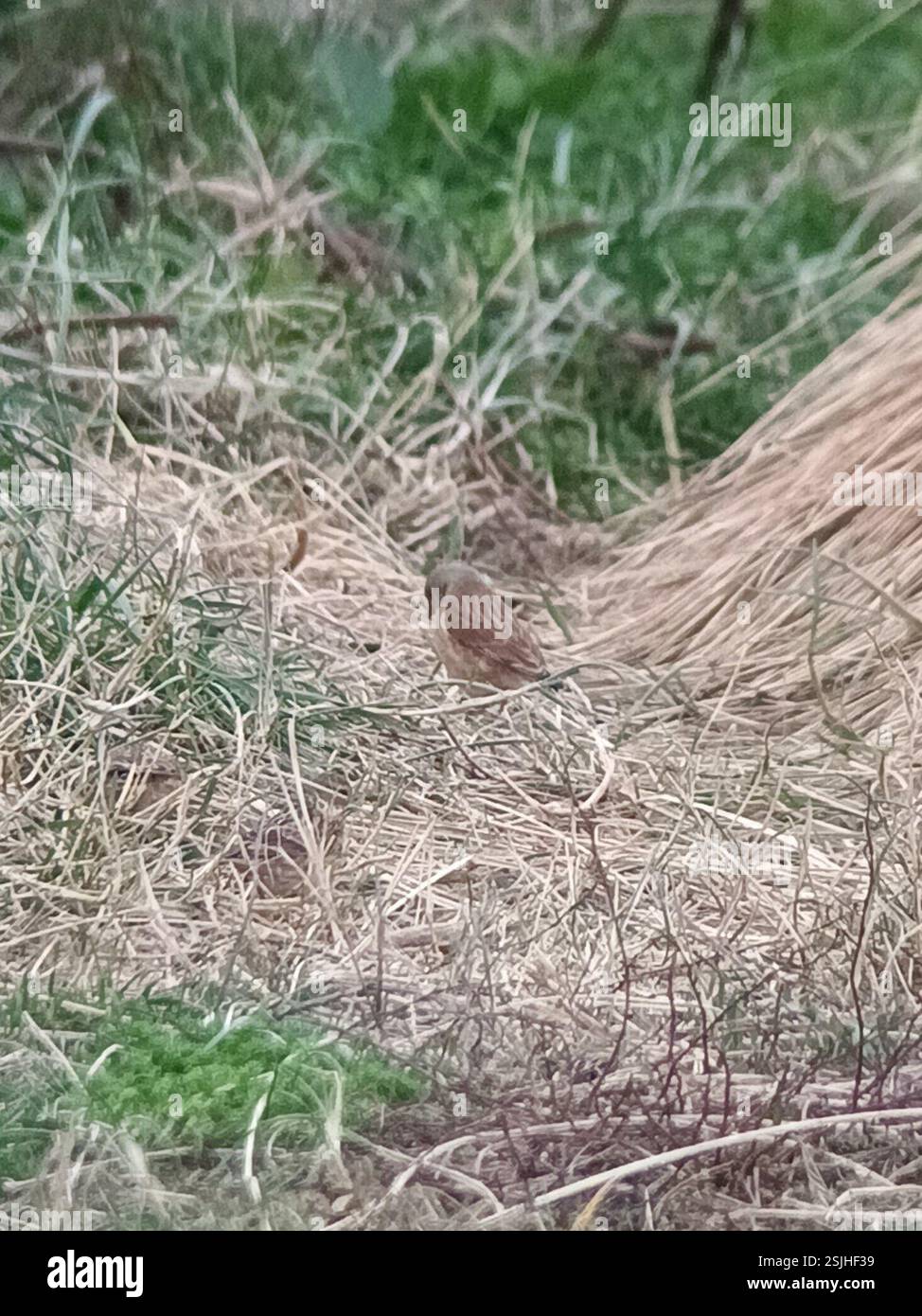 Eurasian Linnet (Linaria cannabina), Aves, Hoylake, Wirral, UK Stock ...