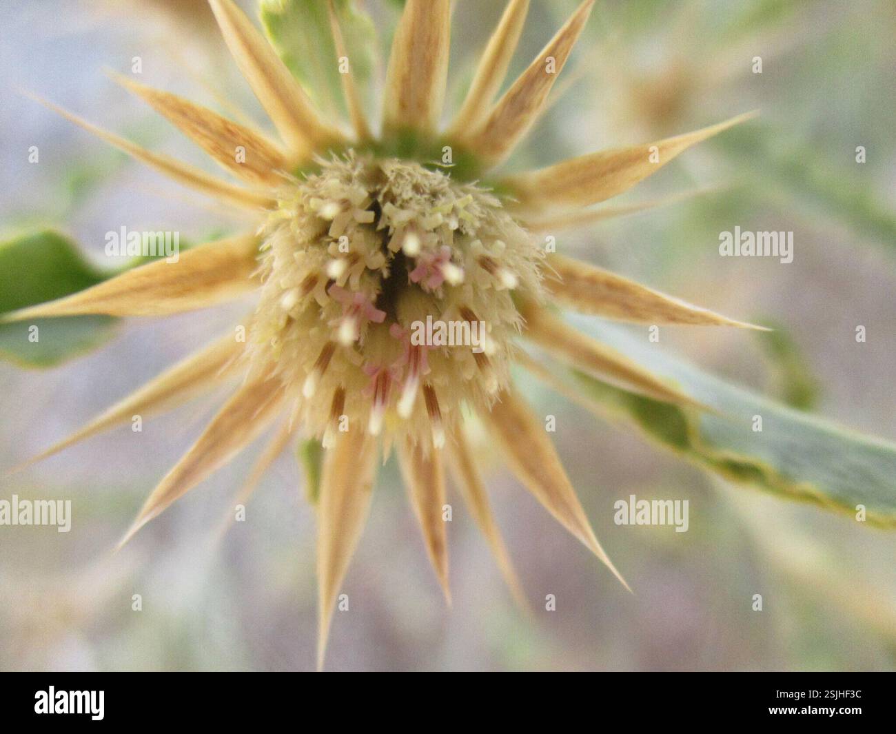 Common Karmedik (Dicoma capensis), Plantae, Erongo Region, Namibia ...