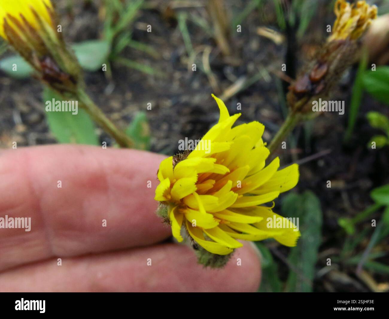 Common Cat's-ear (Hypochaeris radicata), Plantae, uMgungundlovu ...