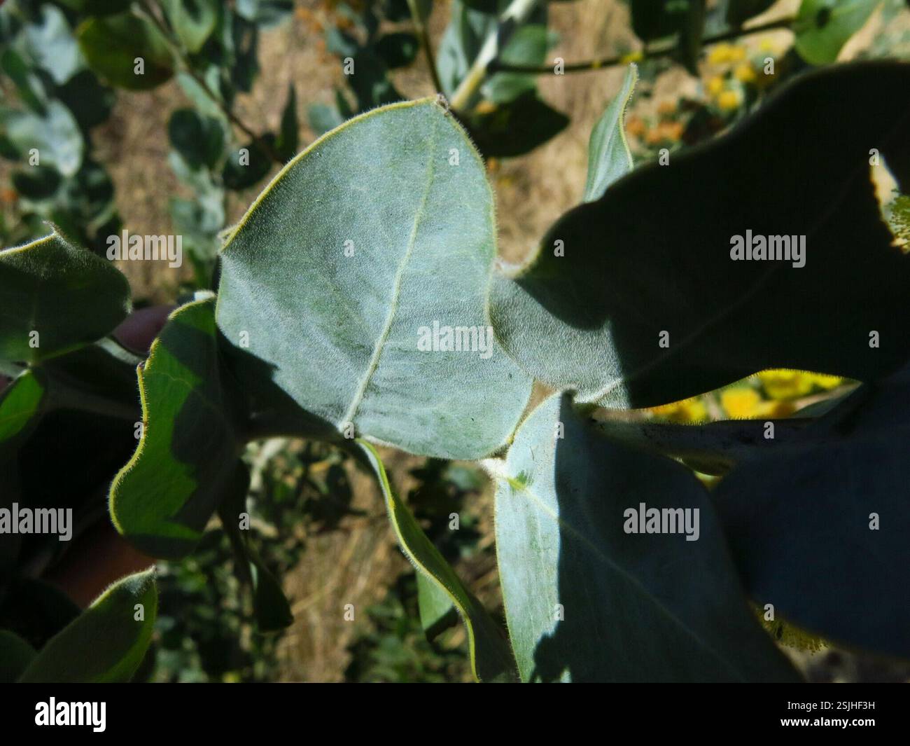 Queensland silver wattle (Acacia podalyriifolia), Plantae, Fort ...