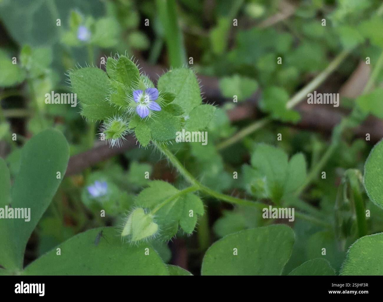 Ivy-leaved Speedwell (Veronica hederifolia), Plantae, 6310 Malija ...