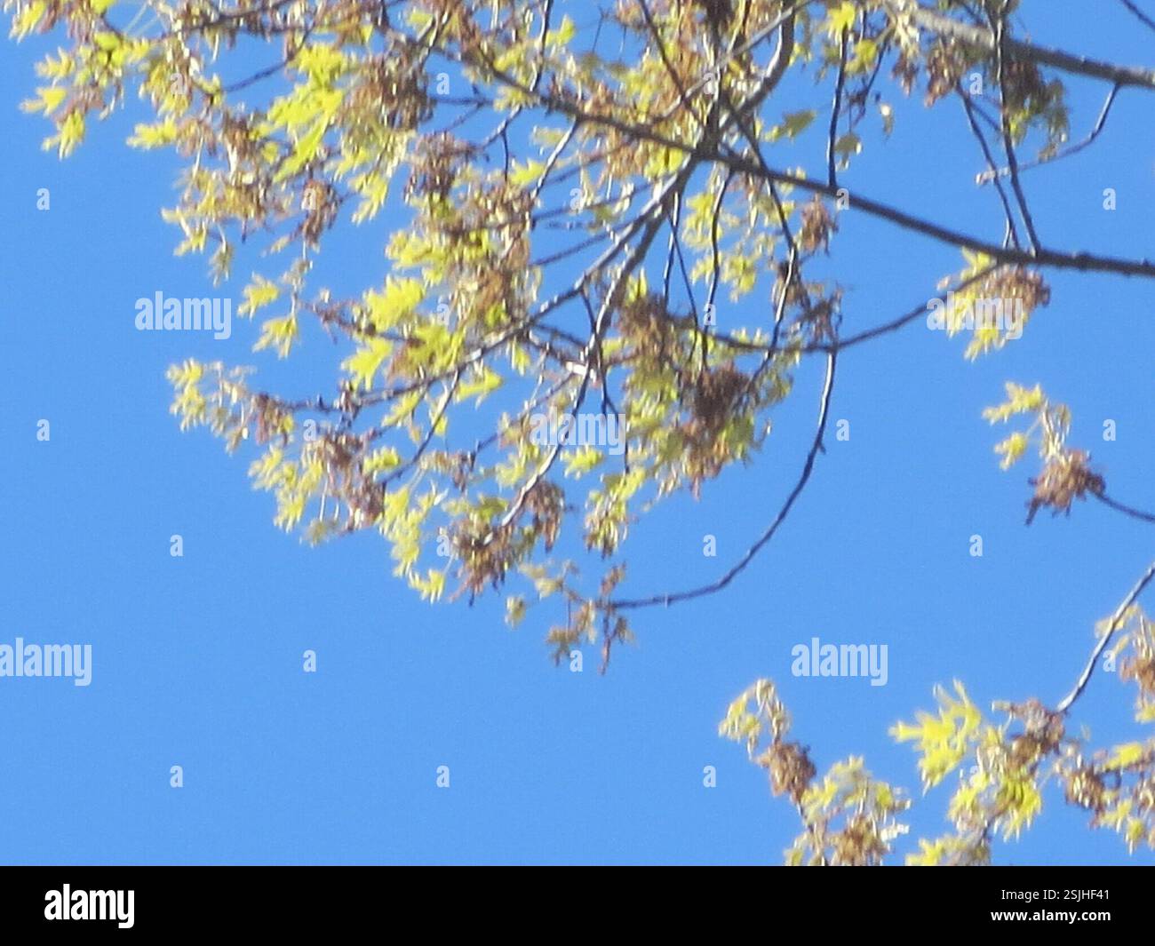 southern red oak (Quercus falcata), Plantae, Windsor Forest, Savannah ...