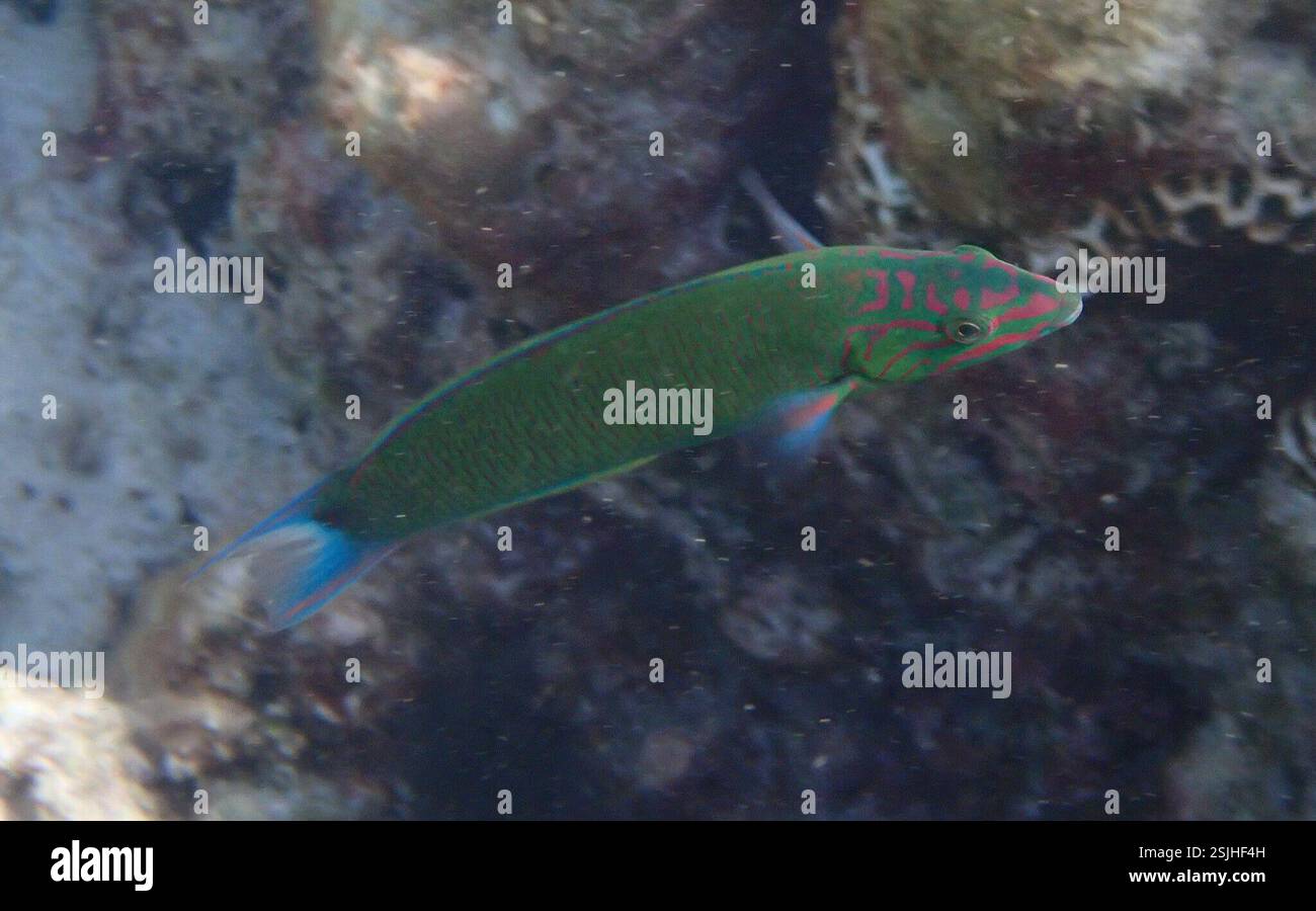 Moon Wrasse (Thalassoma lunare), Actinopterygii, Ko Surin, Ko Phra Thong, Amphoe Khura Buri ...