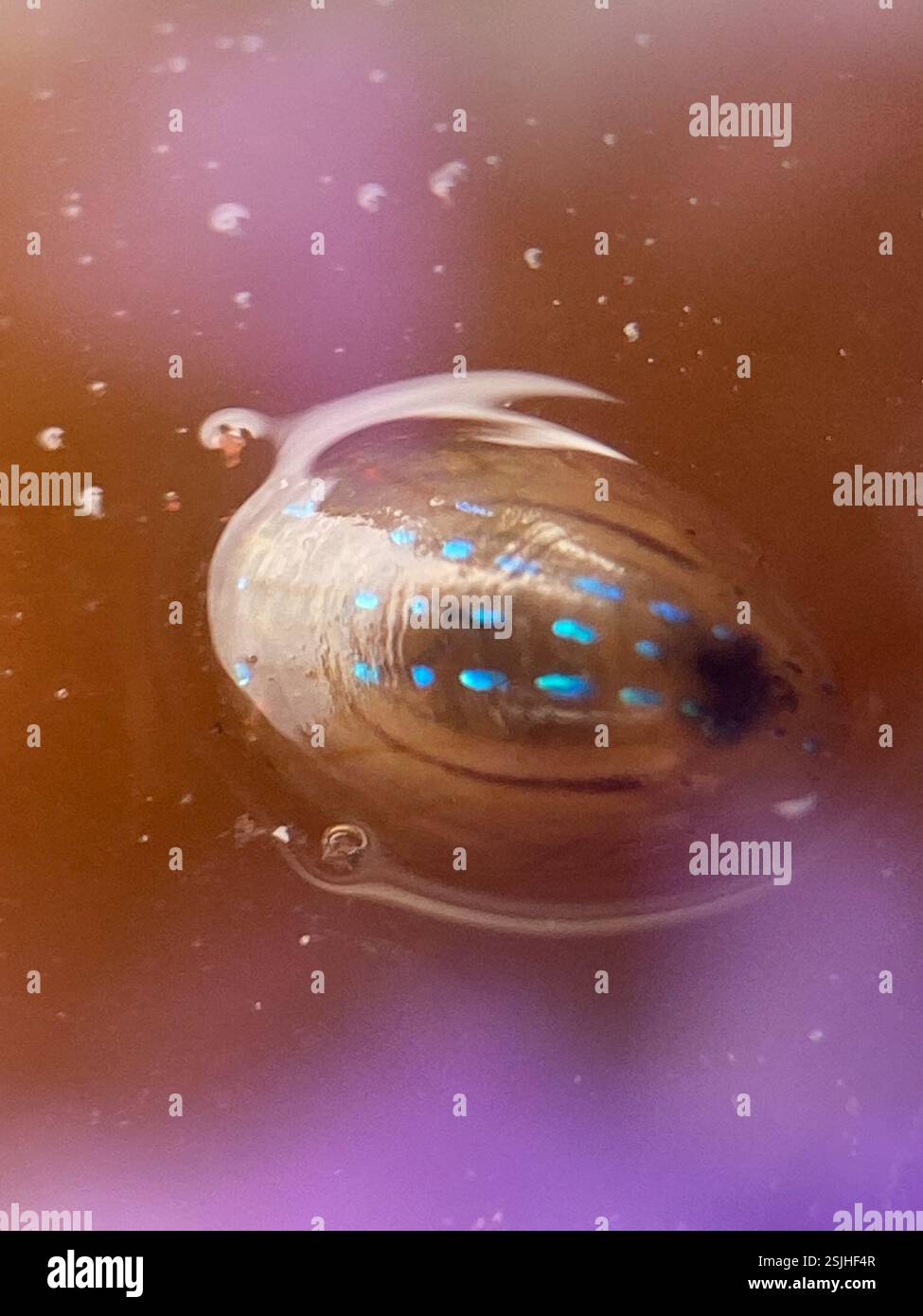 Blue-rayed Limpet (Patella pellucida), Mollusca, North Berwick Bay ...