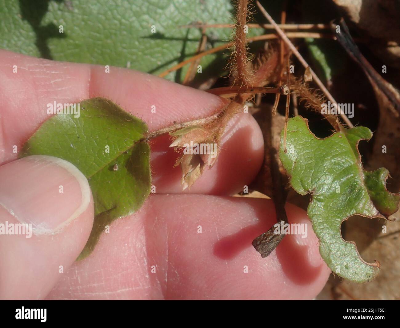 trailing arbutus (Epigaea repens), Plantae, Franklin, Massachusetts ...
