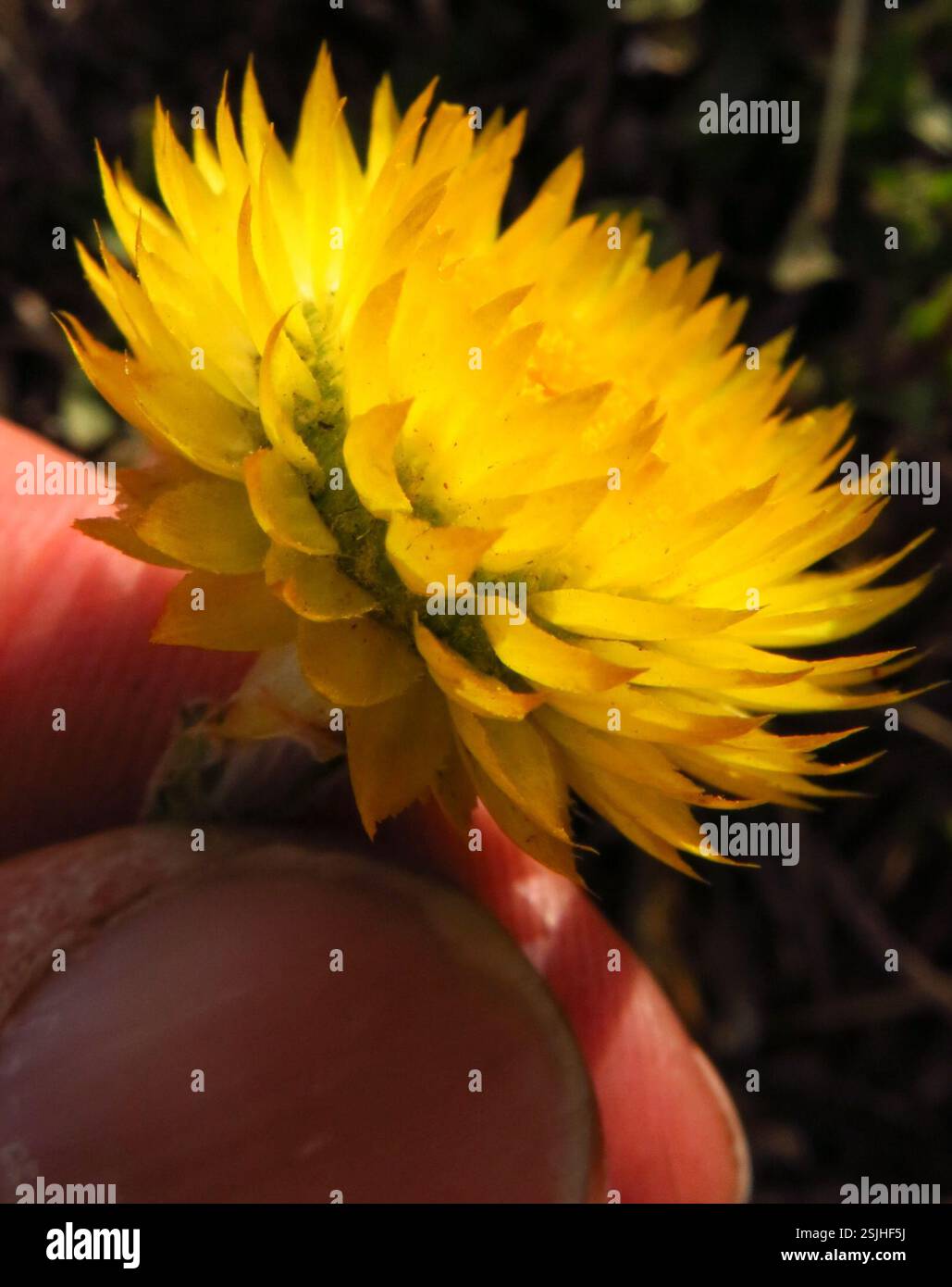 Bright Yellow Everlasting (Helichrysum aureum), Plantae, uThukela ...