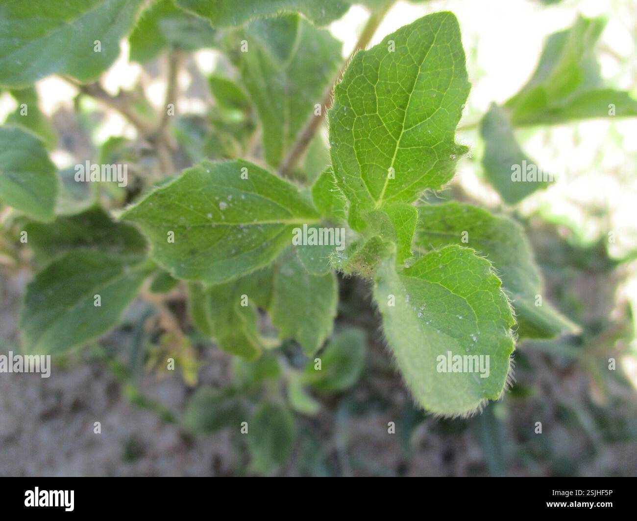 Bindii (Acanthospermum hispidum), Plantae, Zambezi Region, Namibia ...