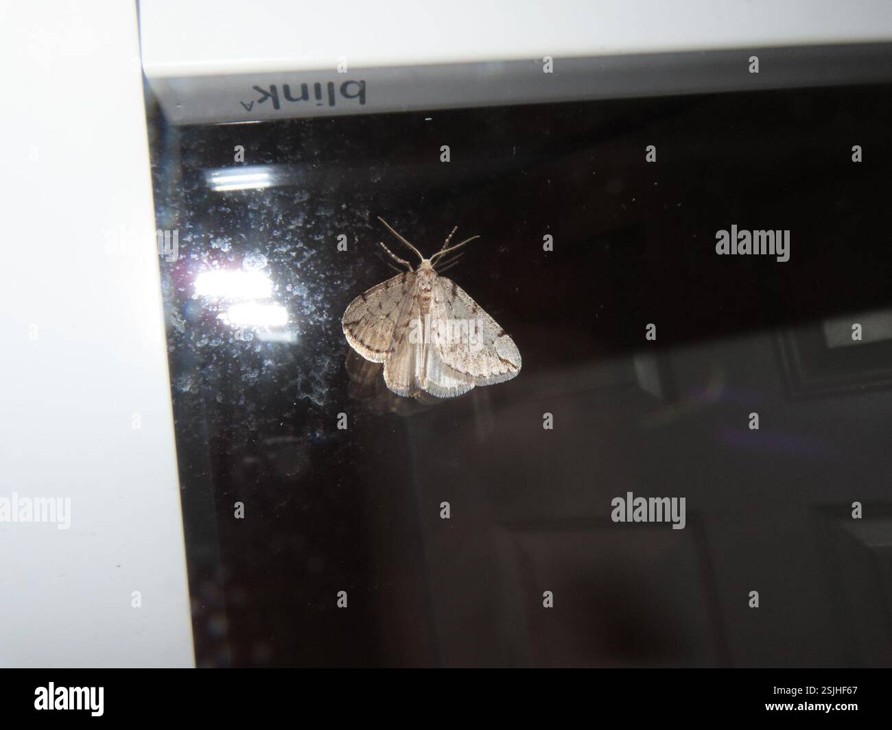 Spring Cankerworm Moth (Paleacrita vernata), Insecta, Merrimac, WI ...